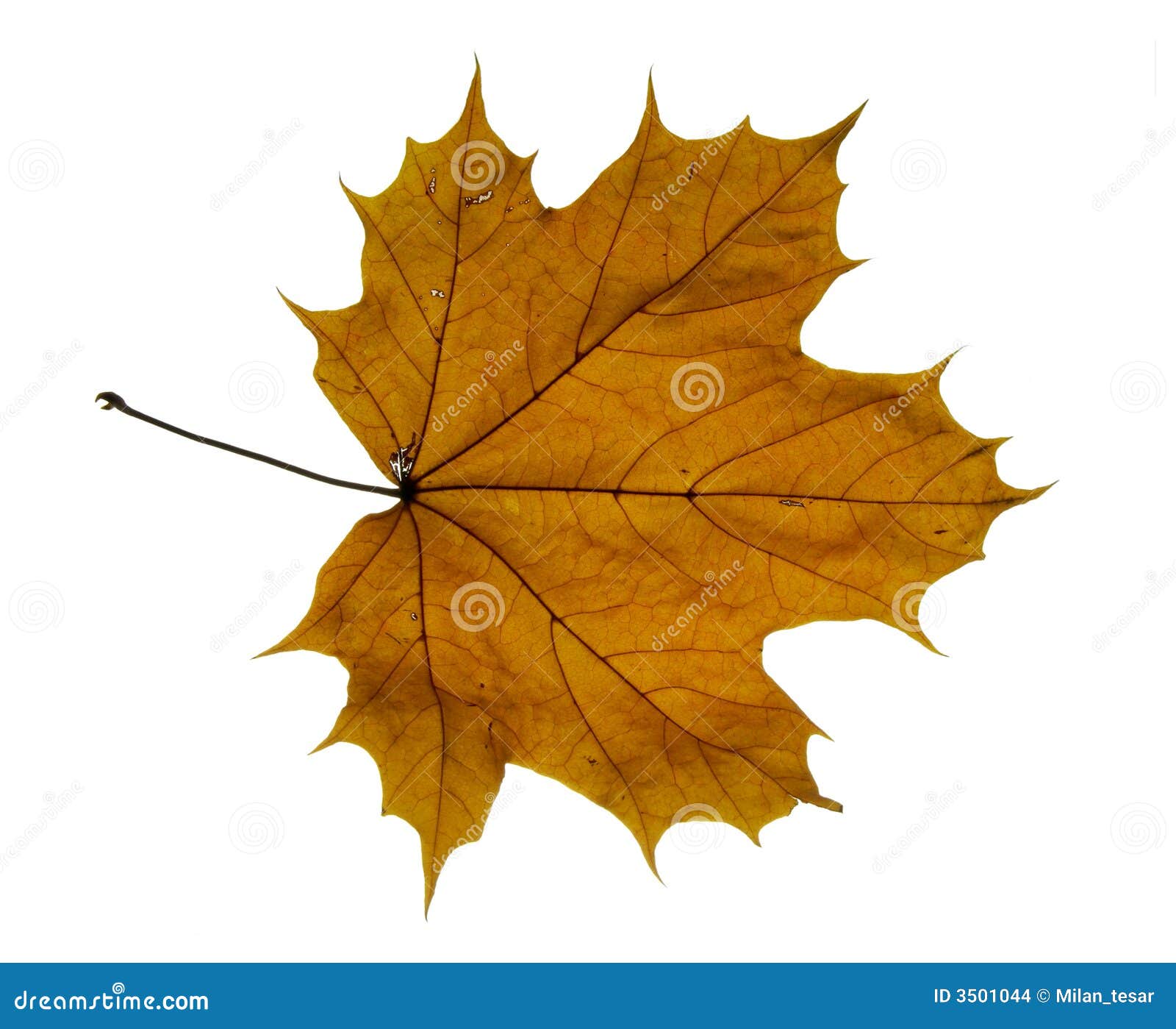 Hoja de arce seca foto de archivo. Imagen de colorido - 3501044