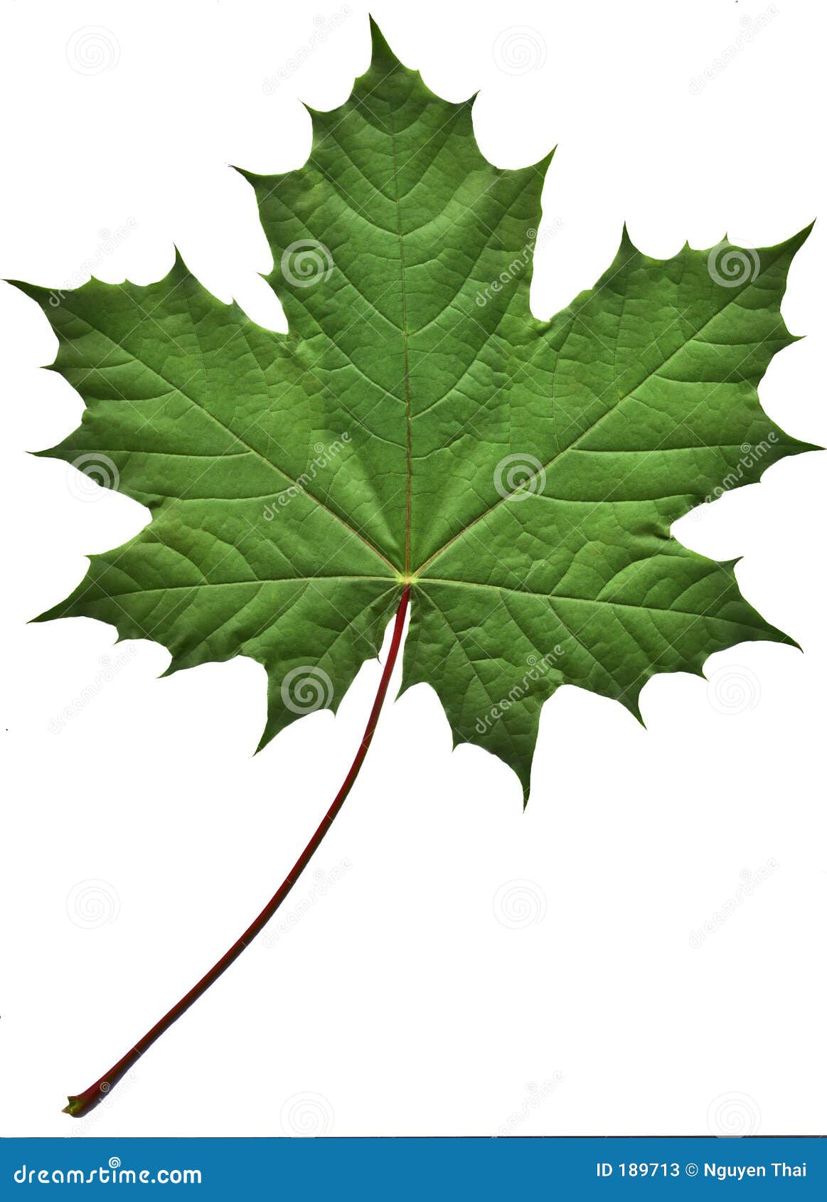 Hoja de arce verde imagen de archivo. Imagen de follaje - 189713