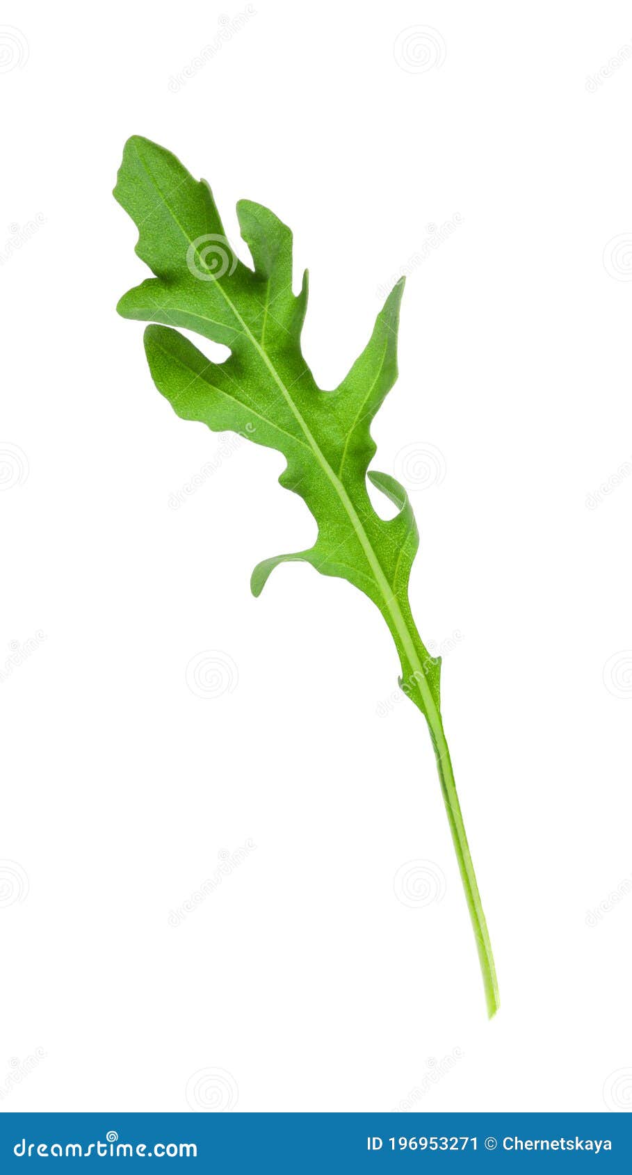 Hoja De Arugula Fresca Aislada En Blanco Imagen de archivo - Imagen de ...