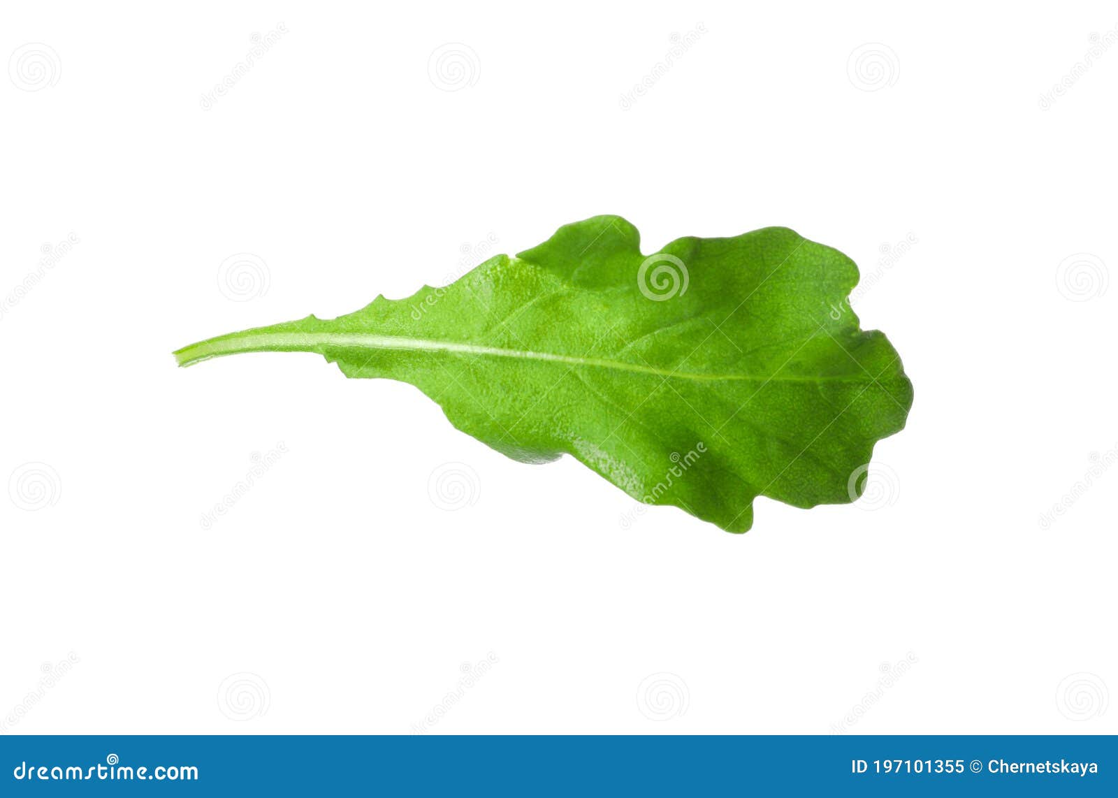 Hoja De Arugula Fresca Aislada En Blanco Imagen de archivo - Imagen de ...