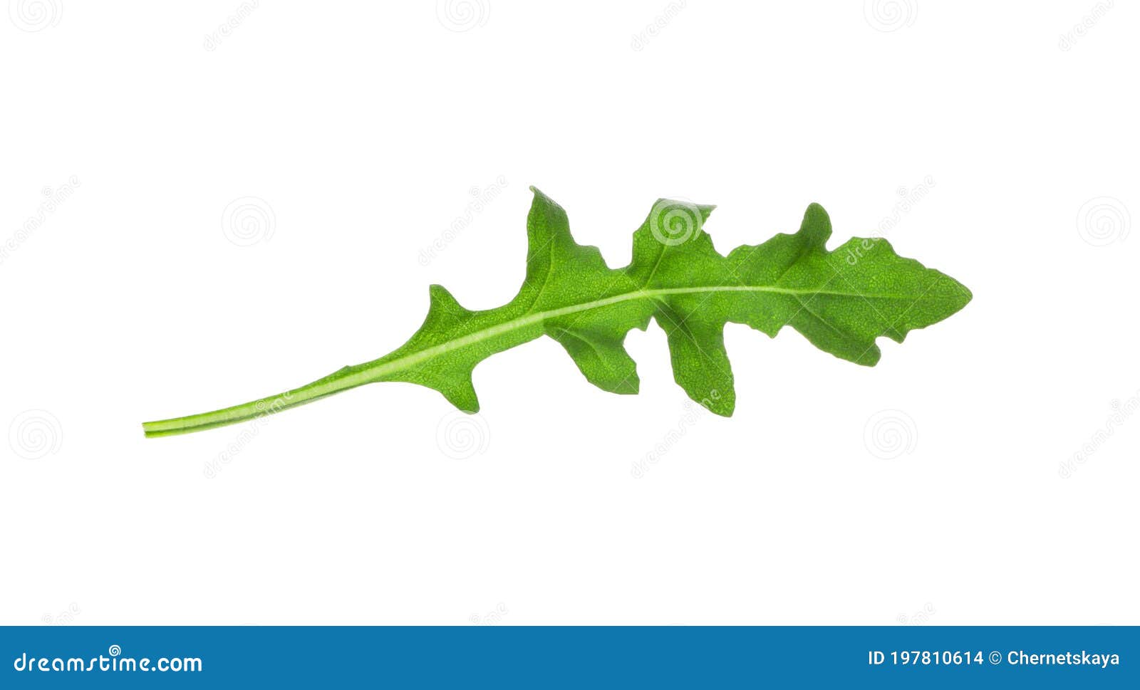 Hoja De Arugula Fresca Aislada En Blanco Foto de archivo - Imagen de ...