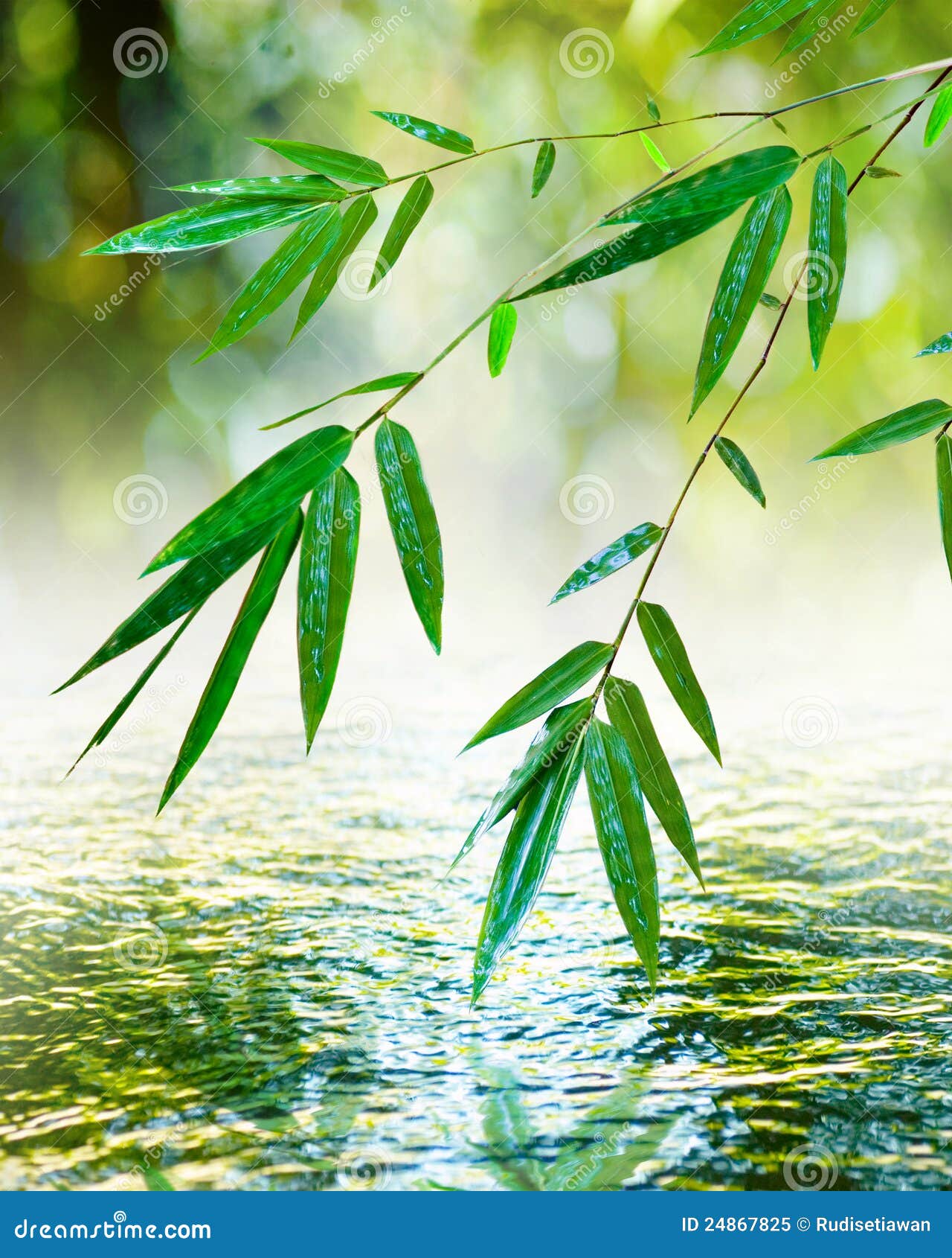 Hoja De Bambú (alcohol Del Zen) Imagen de archivo - Imagen de balneario ...
