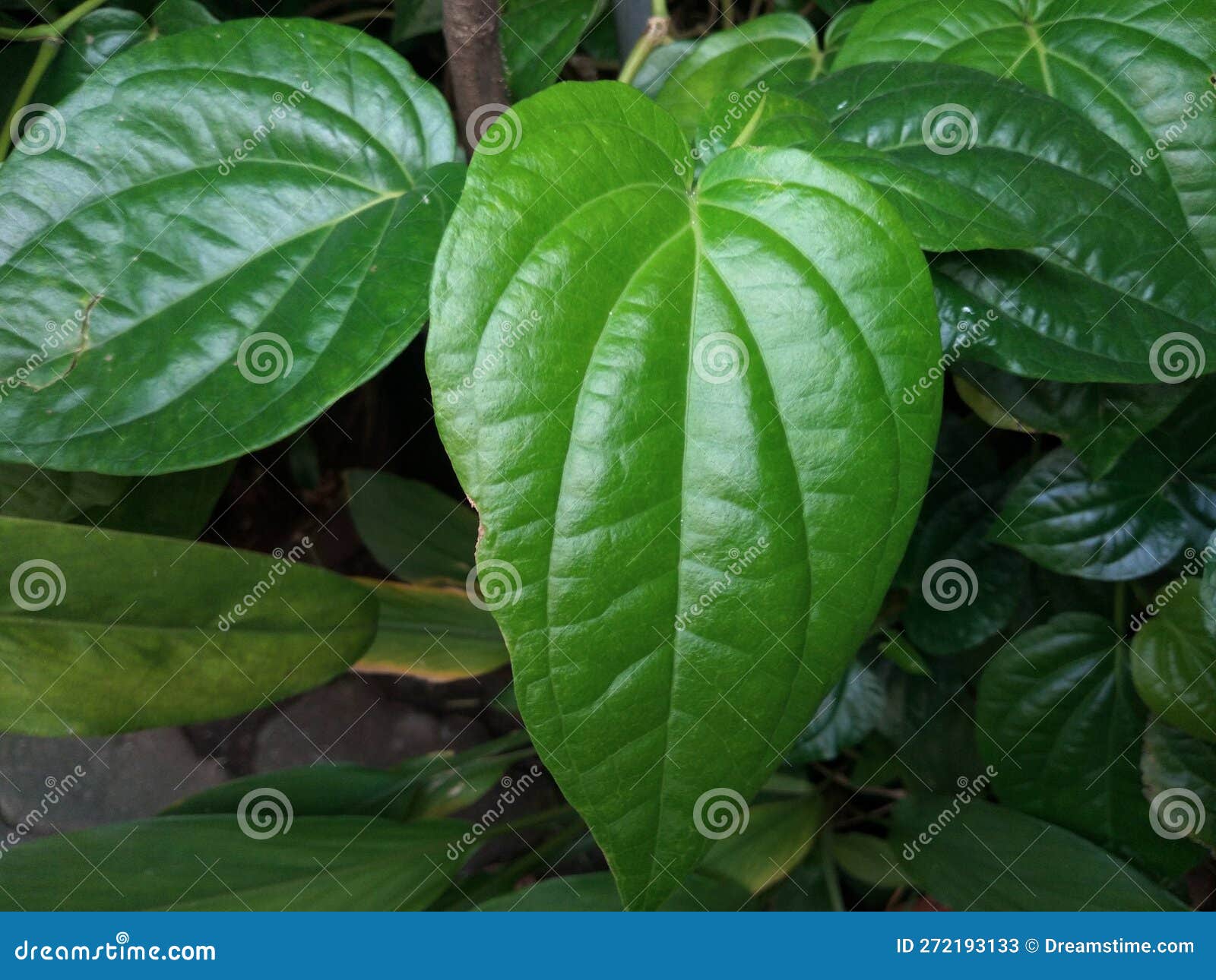 Hoja De Betel Verde O Betún Piper En Java Indonesia. Imagen de archivo ...