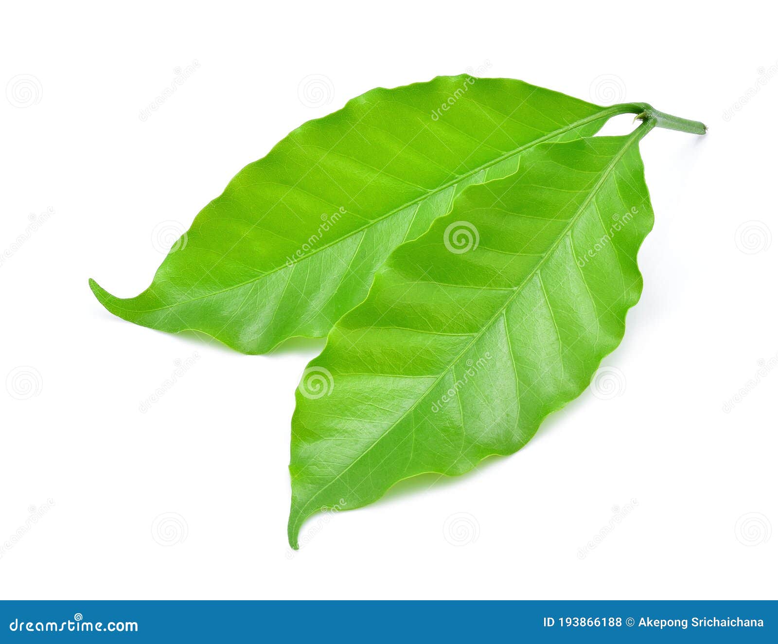 Hoja De Café Aislada En Fondo Blanco Foto de archivo - Imagen de granos ...