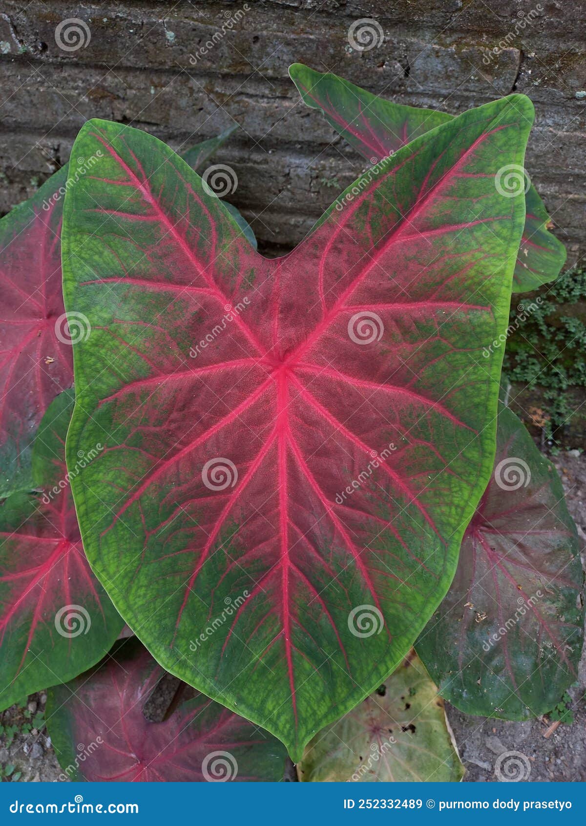 Hoja de caladio bicolor imagen de archivo. Imagen de planta - 252332489