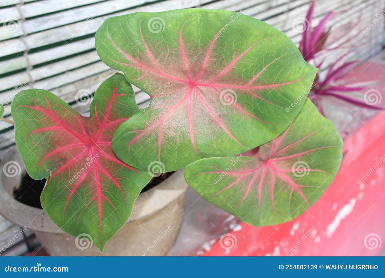Hoja De Caladio En Indonesia Imagen de archivo - Imagen de pétalo ...