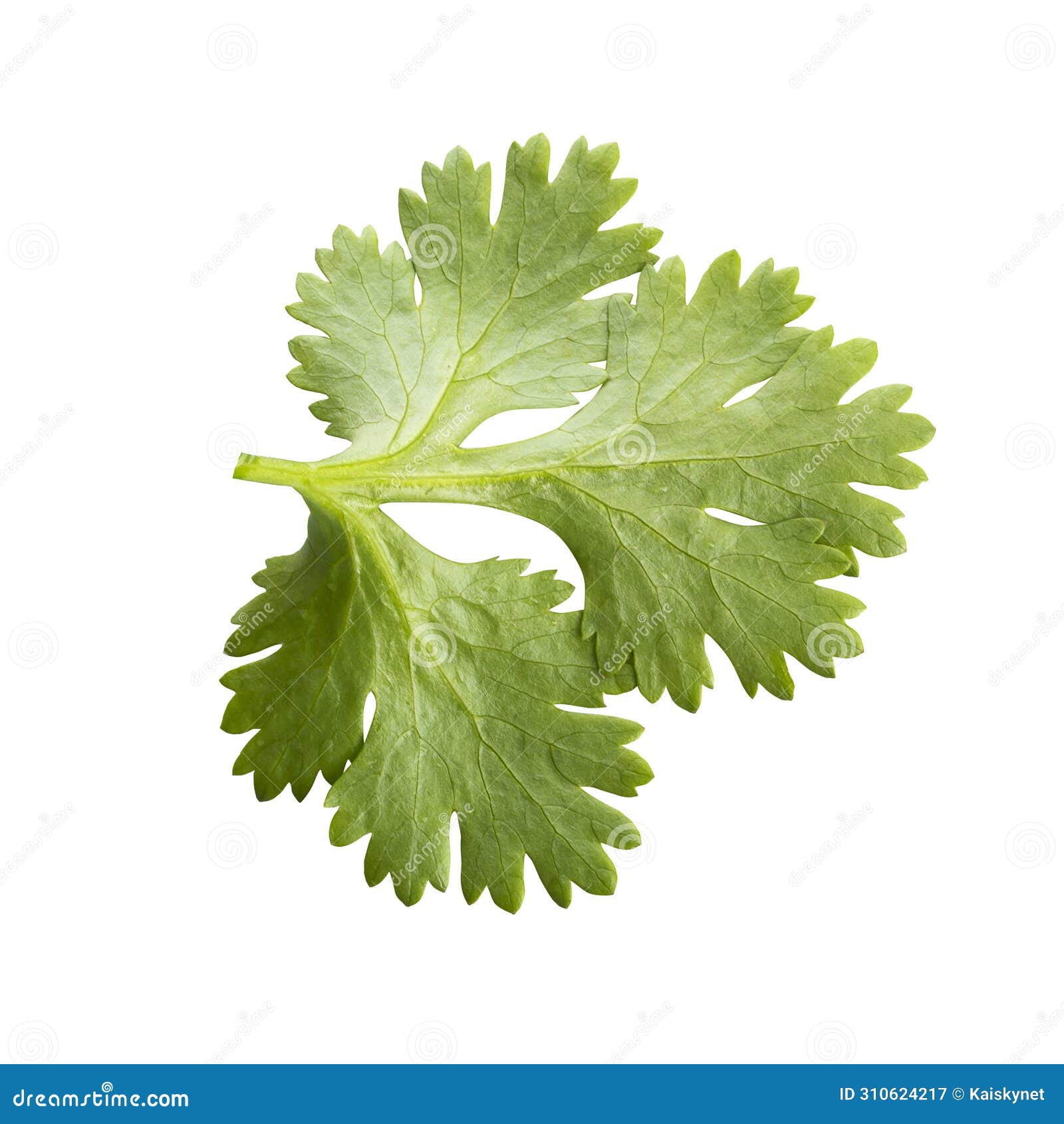 Hoja De Cilantro Aislada En Fondo Blanco Imagen de archivo - Imagen de ...