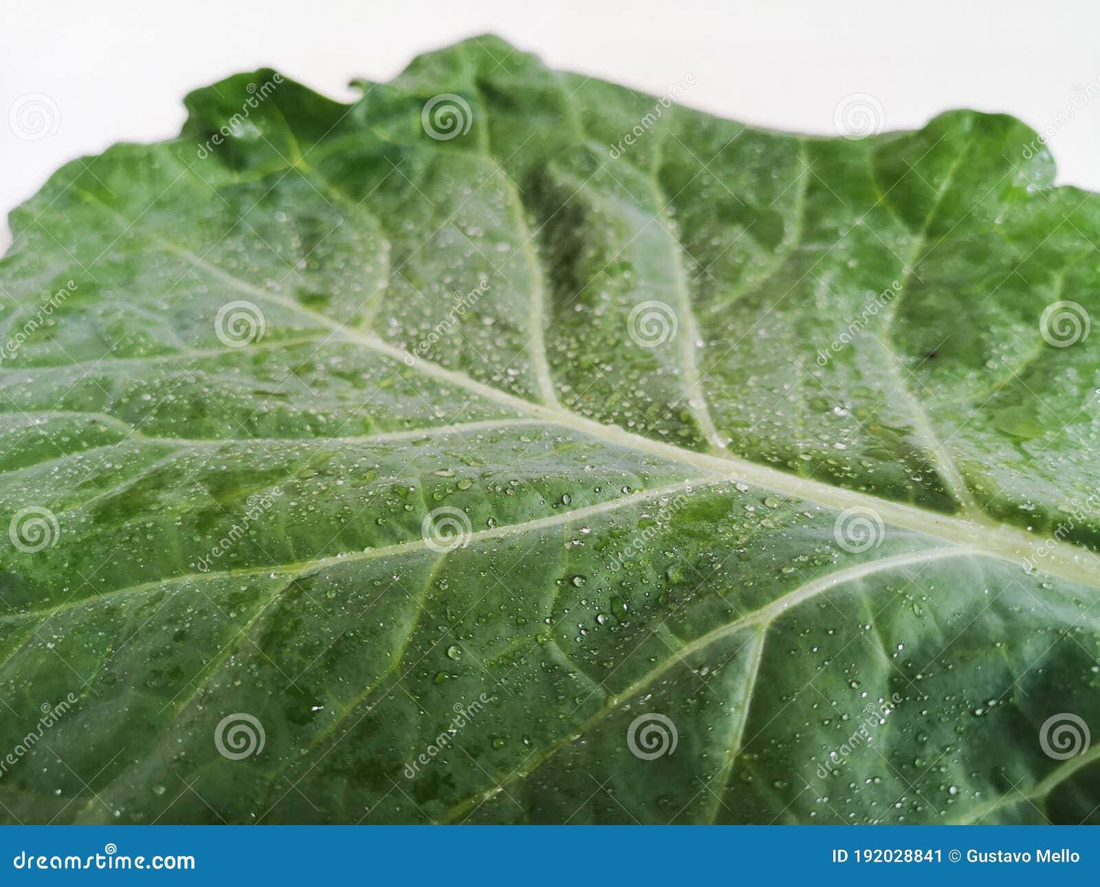 Hoja De Col Aislada En Fondo Blanco. Espacio De Copia Imagen de archivo ...