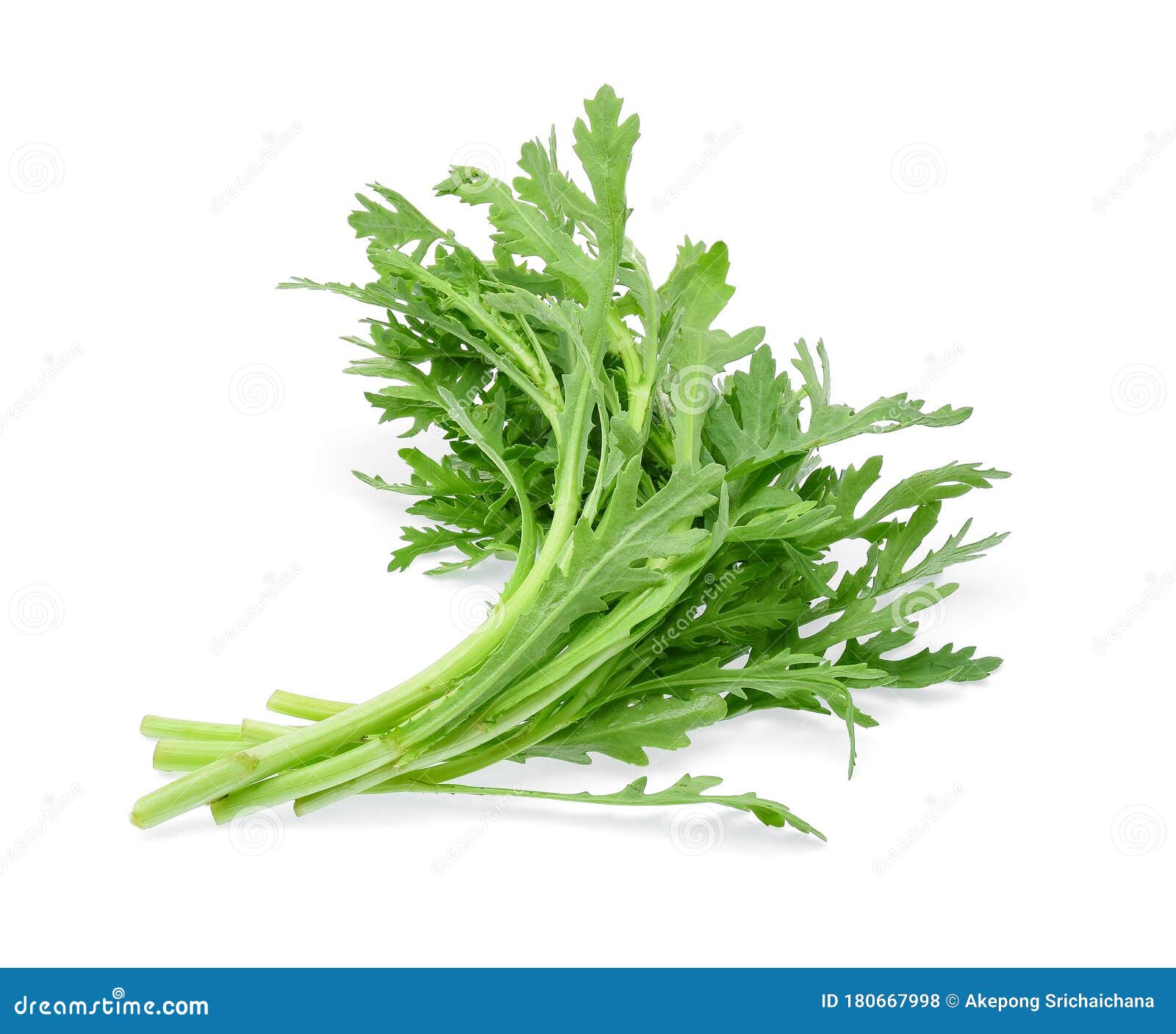 Hoja De Crisantemo Comestible Aislada En Blanco Foto de archivo ...