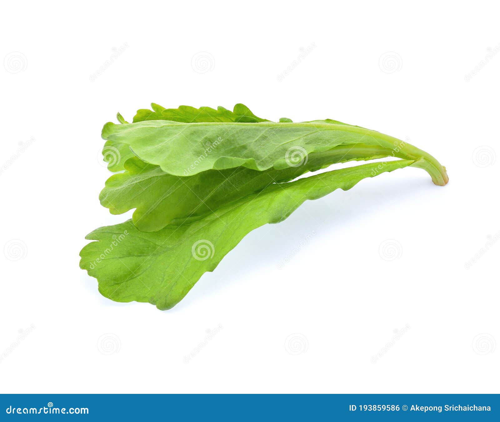 Hoja De Crisantemo Comestible Aislada En Fondo Blanco Foto de archivo ...