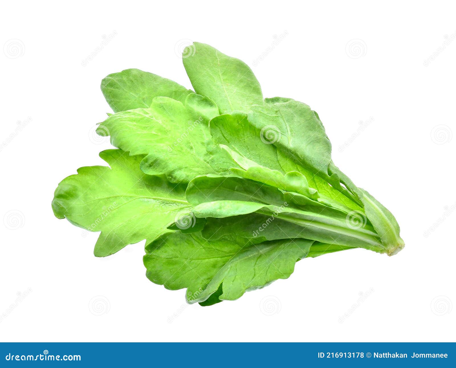 Hoja De Crisantemo Comestible Aislada Sobre Fondo Blanco Foto de ...