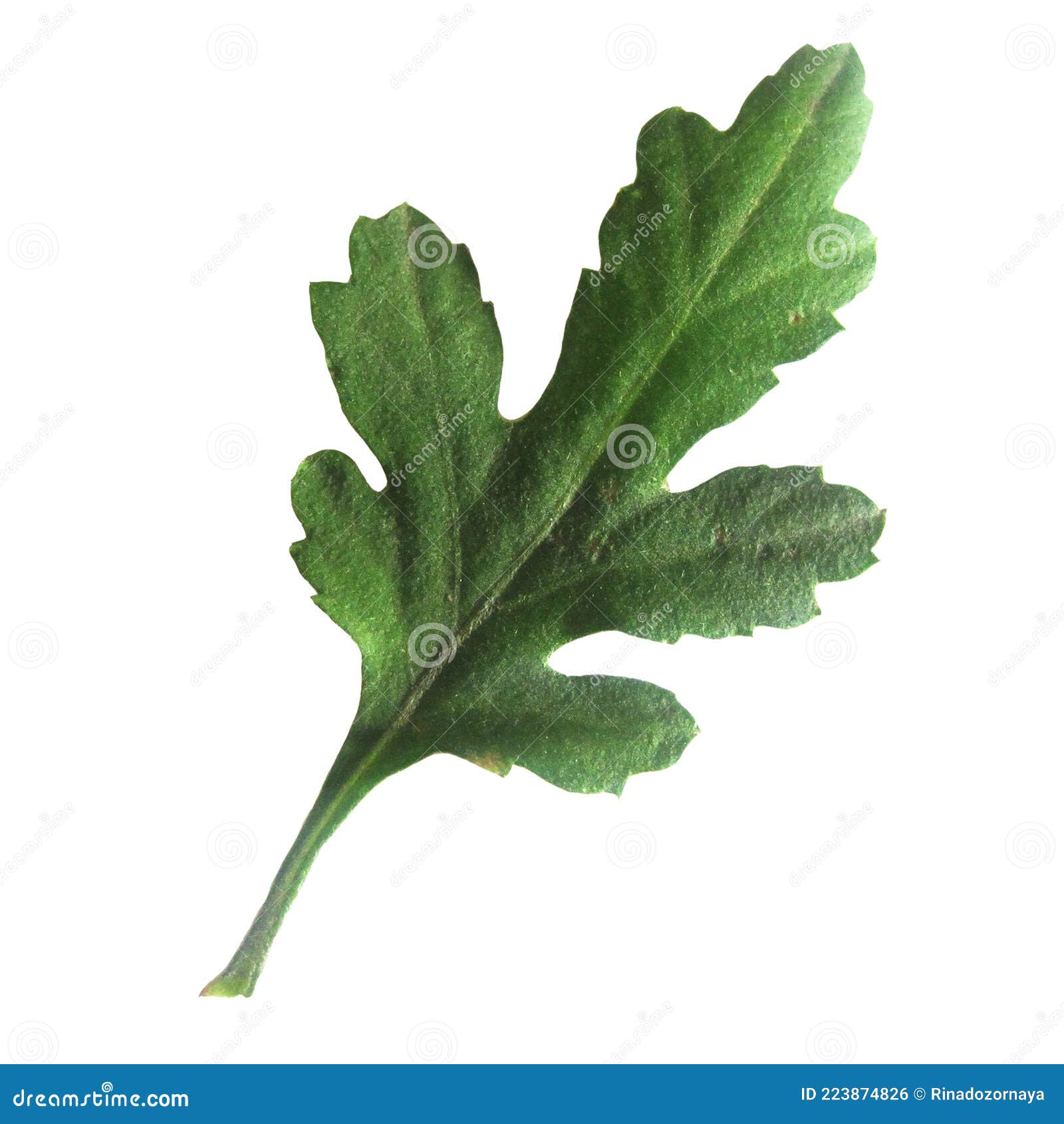 Hoja De Crisantemo Verde Sobre Fondo Blanco. Foto de archivo - Imagen ...