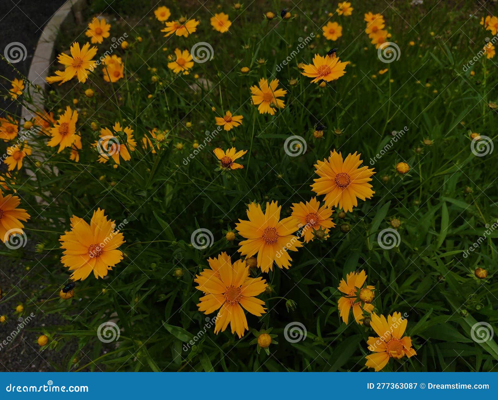 Hoja De Espada De Coreopsis Amarilla En Mayo Imagen de archivo - Imagen ...