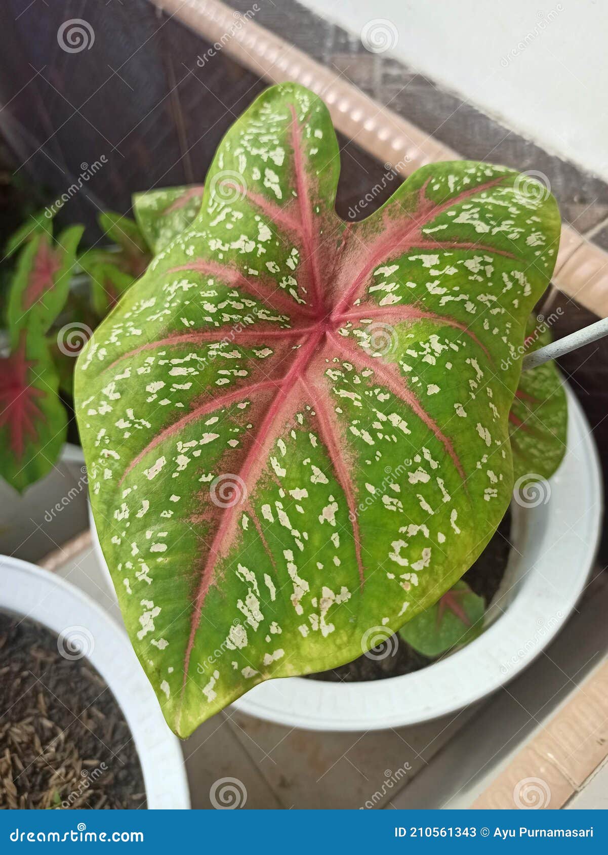 Hoja de flor de caladio imagen de archivo. Imagen de producto - 210561343