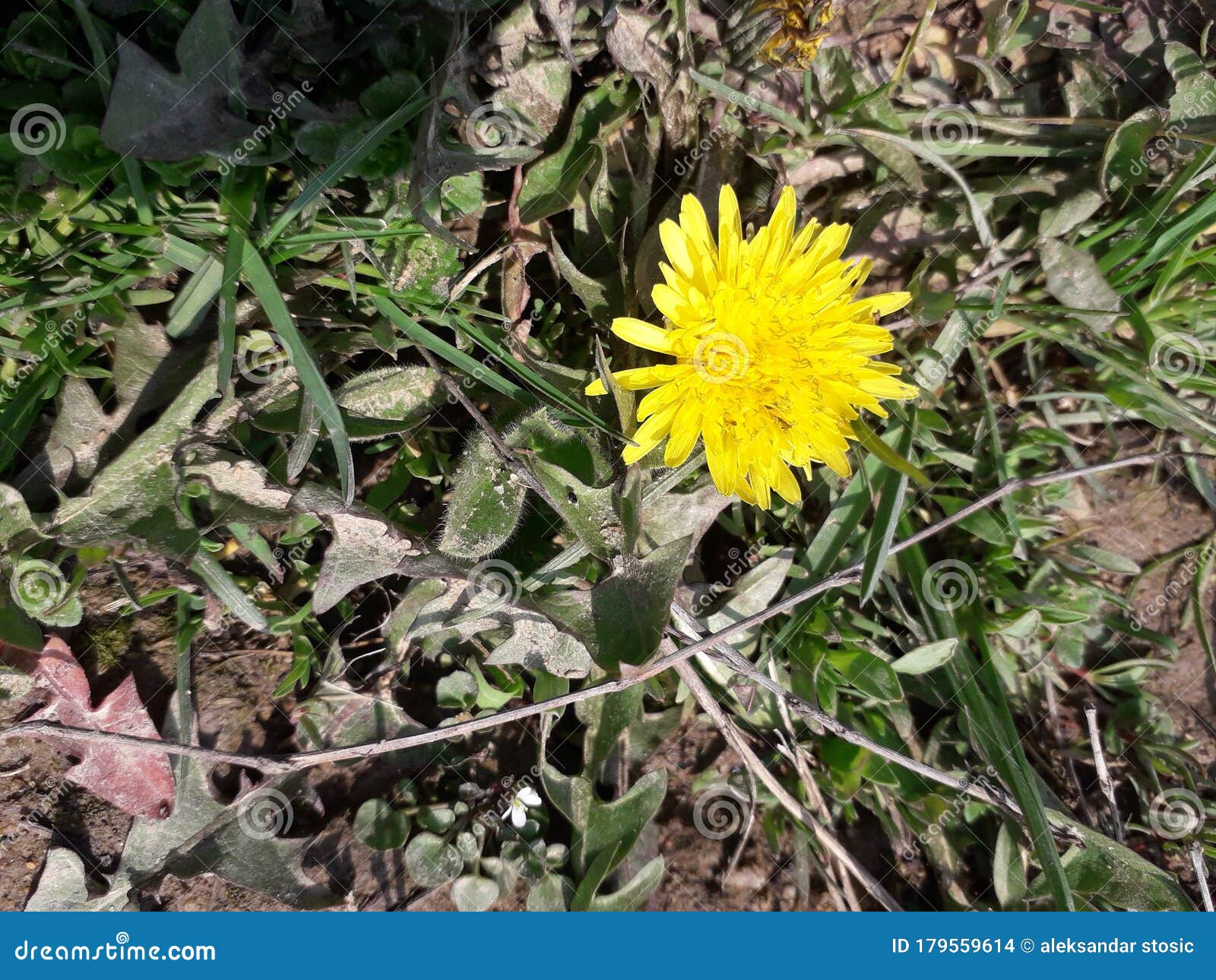 Hoja De Flores De Dandelia Amarilla Foto de archivo - Imagen de ...