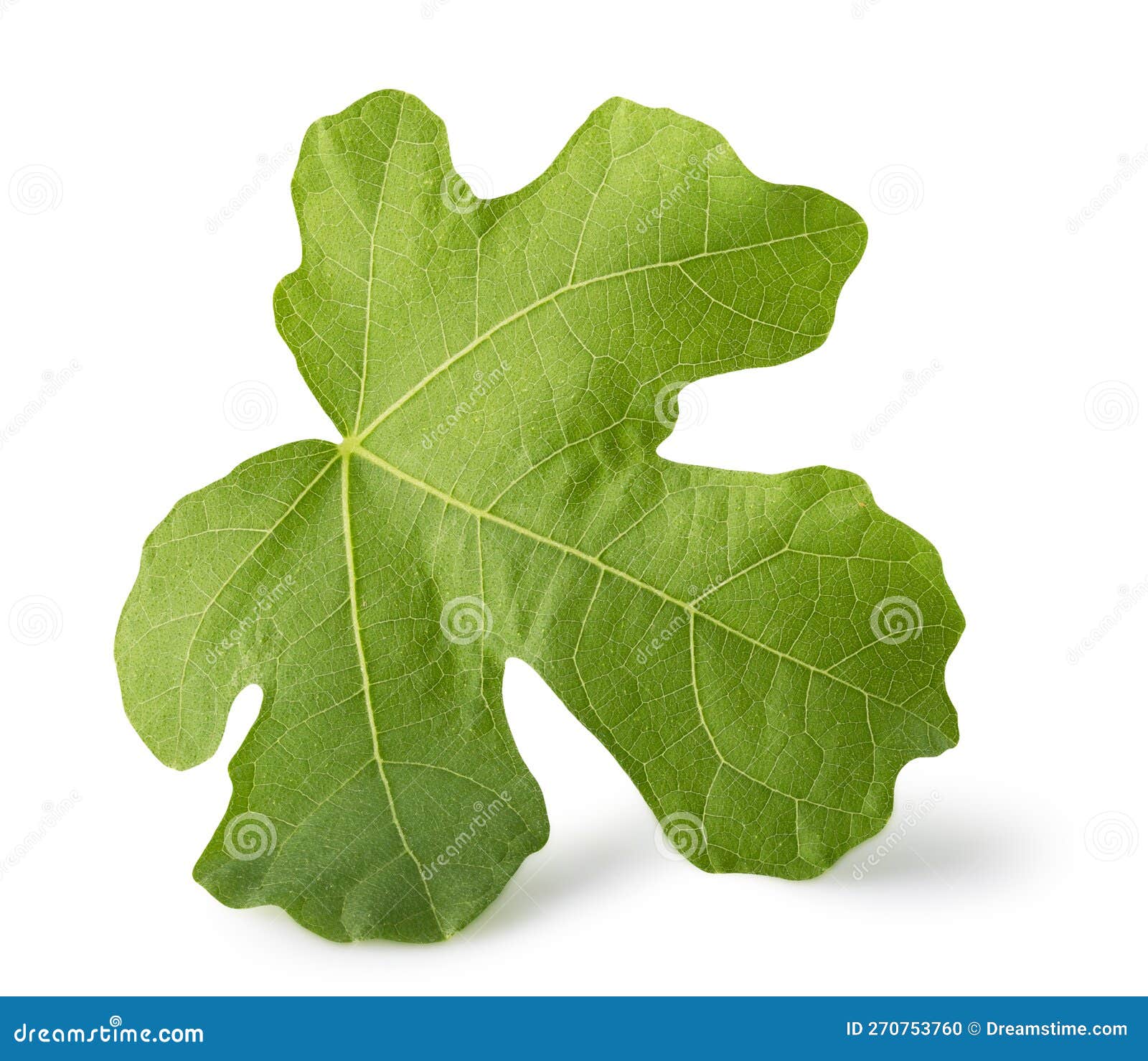 Hoja De Higuera Aislada En Fondo Blanco Foto de archivo - Imagen de ...