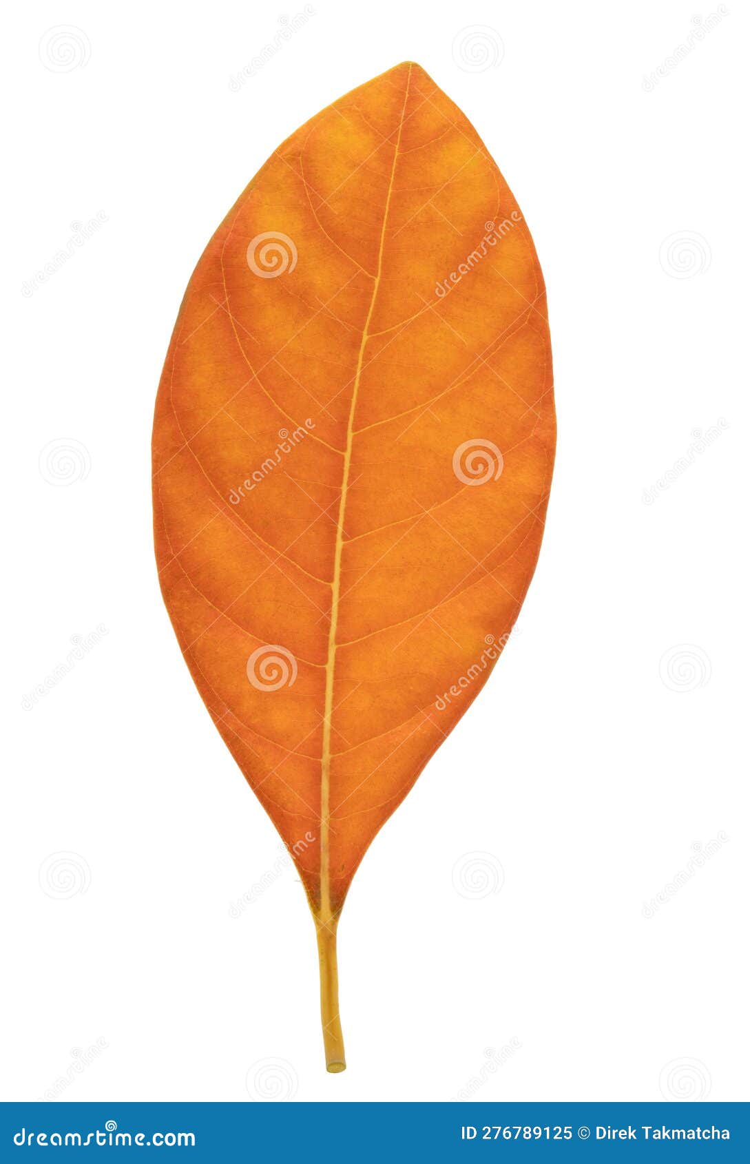 Hoja De Jackfruit Naranja Aislada Imagen de archivo - Imagen de ...