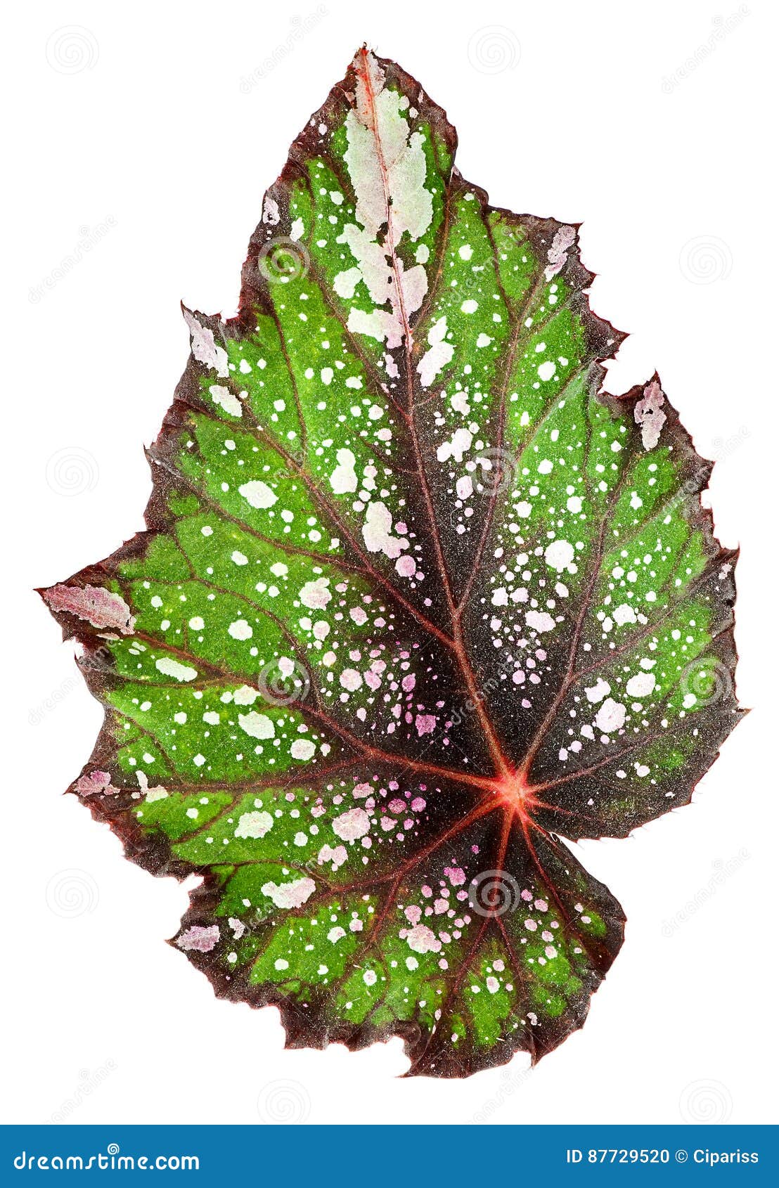 Hoja De La Begonia Verticalmente Foto de archivo - Imagen de begonia ...