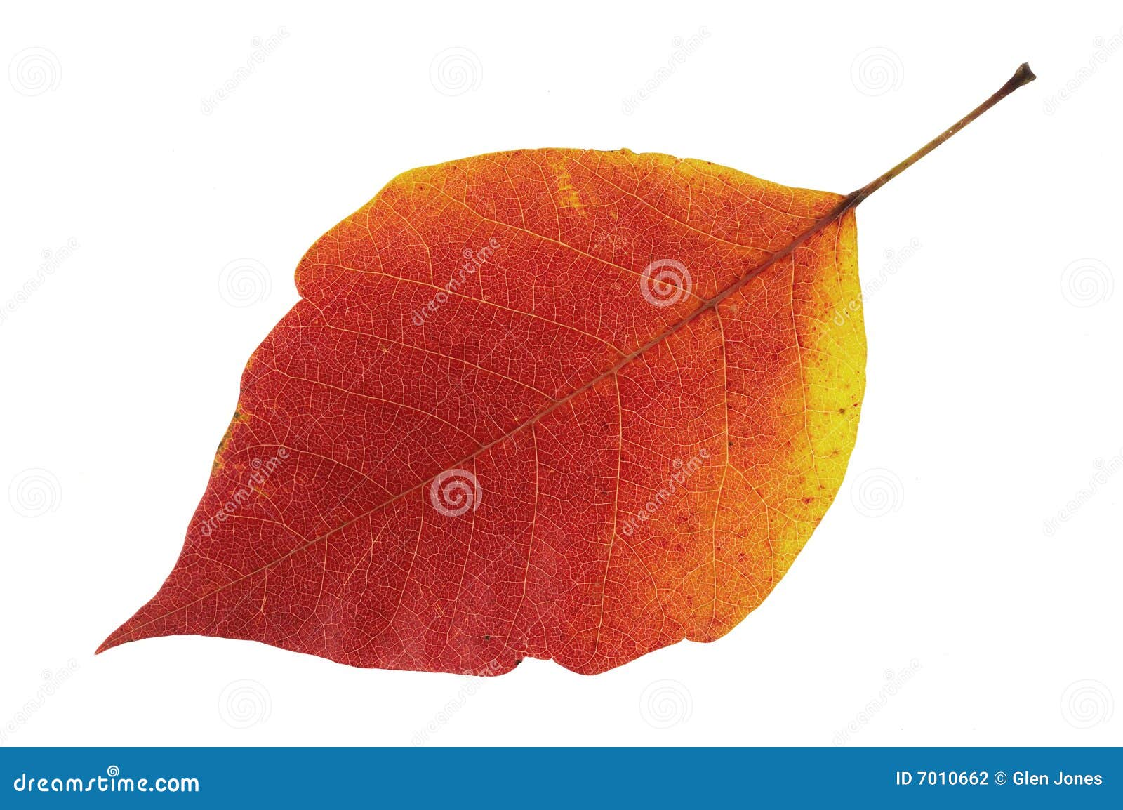 Hoja de la caída foto de archivo. Imagen de hoja, follaje - 7010662