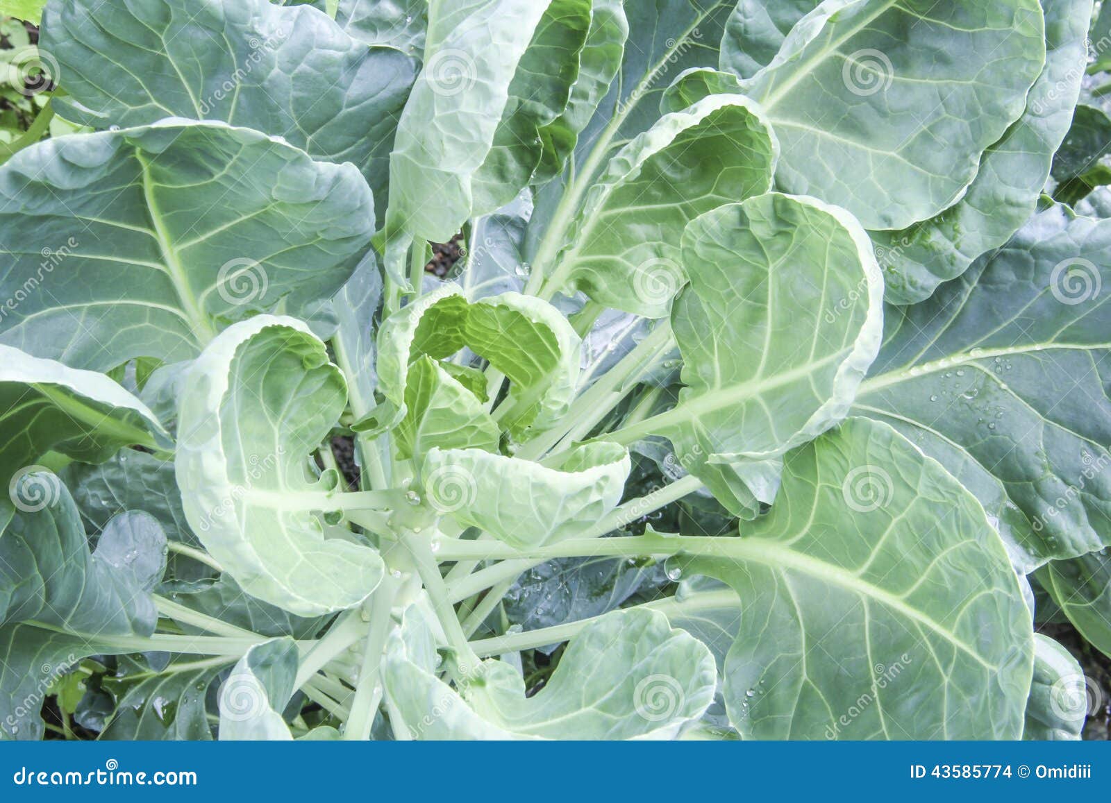 Hoja de la col foto de archivo. Imagen de alimento, cubo - 43585774