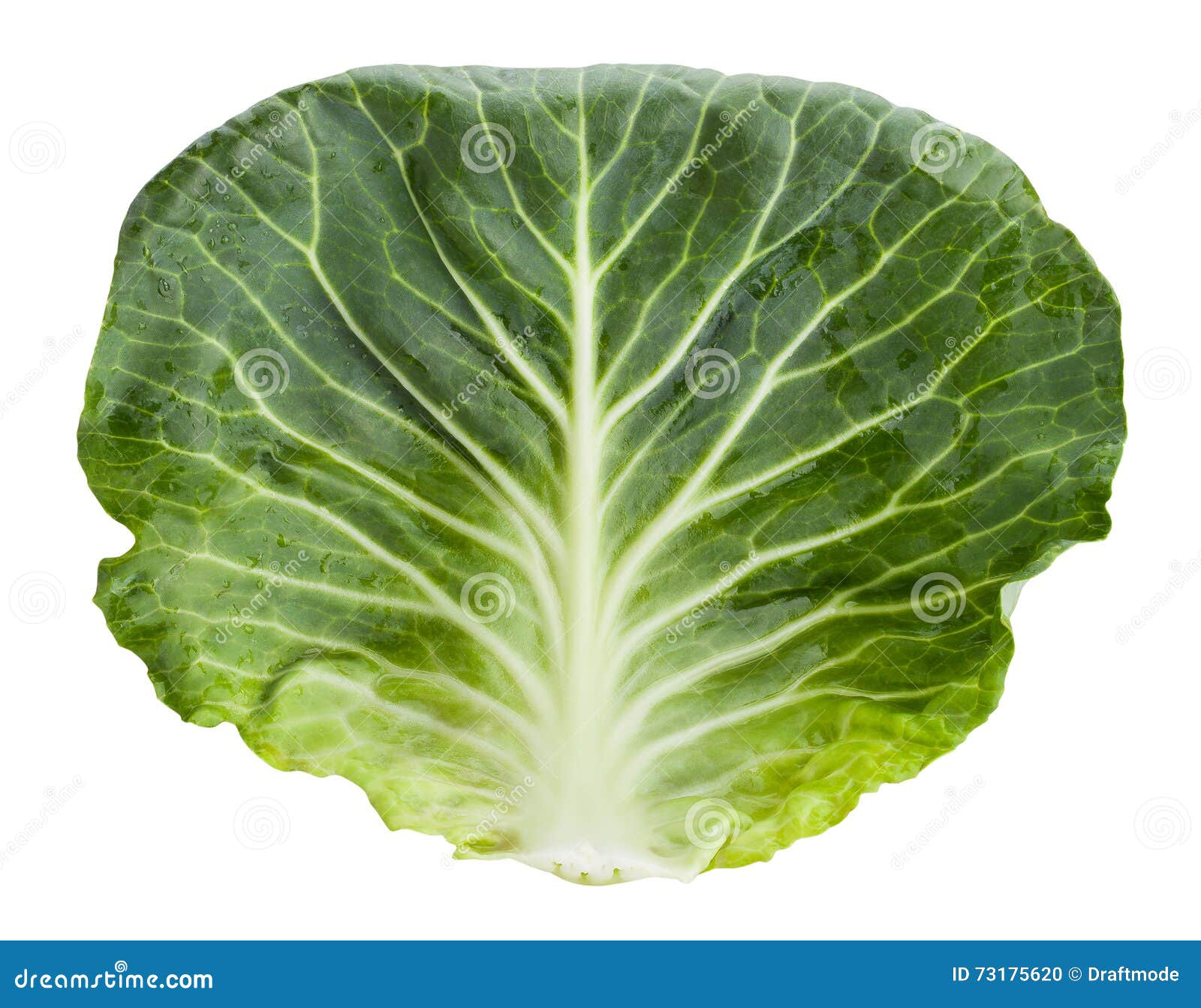 Hoja de la col foto de archivo. Imagen de delicioso, vibrante - 73175620