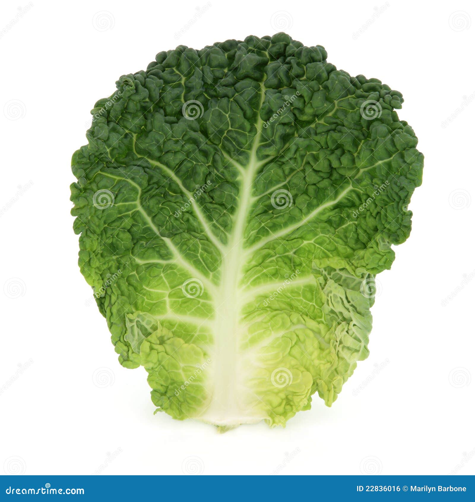 Hoja De La Col De Col Rizada Foto de archivo - Imagen de crudo ...