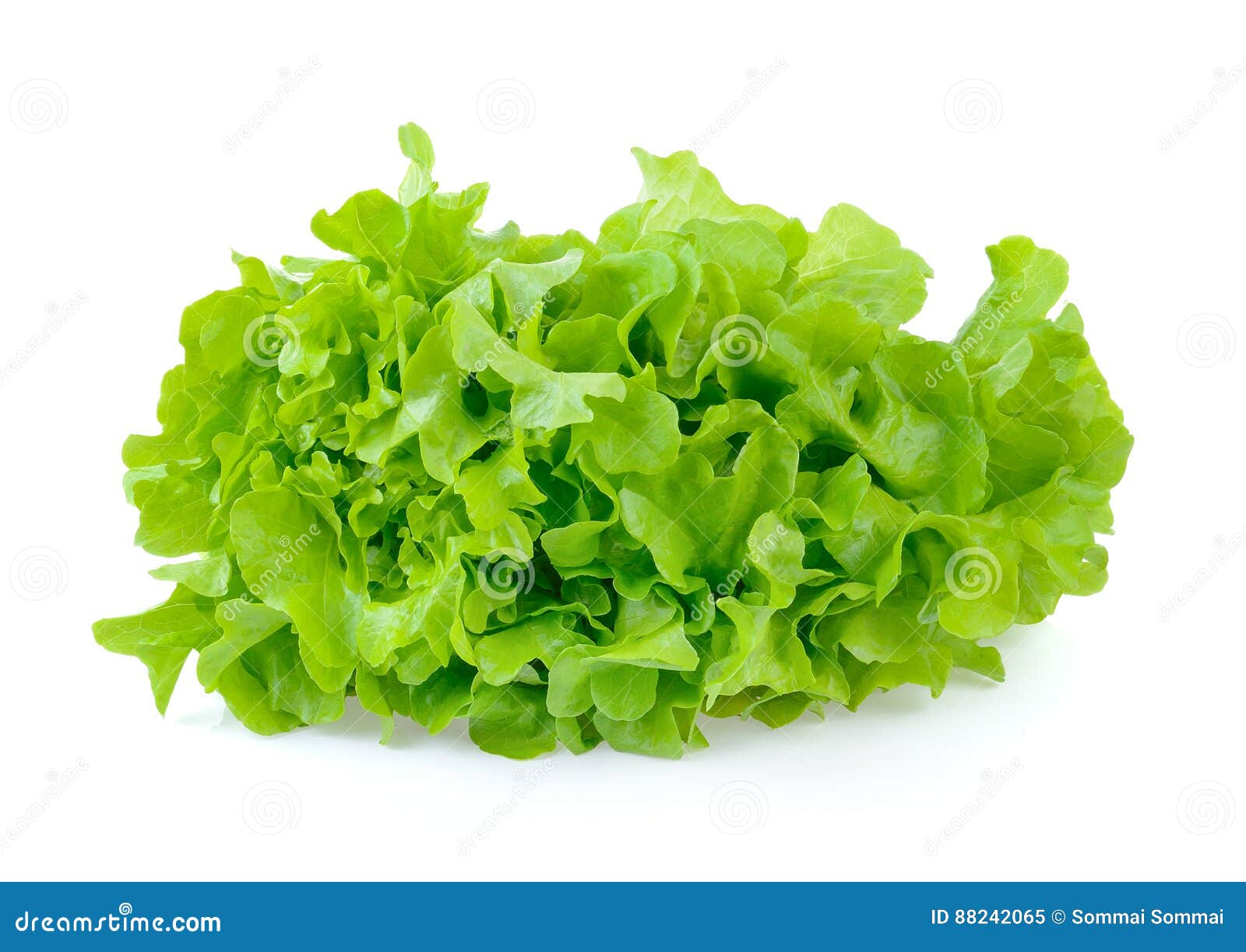 Hoja De La Ensalada Lechuga Imagen de archivo - Imagen de blanco ...