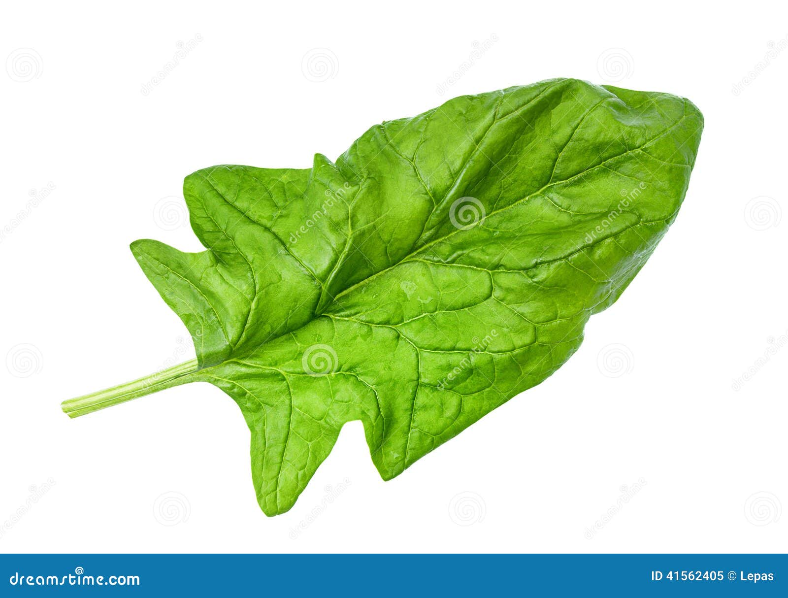 Hoja de la espinaca imagen de archivo. Imagen de licencia - 41562405