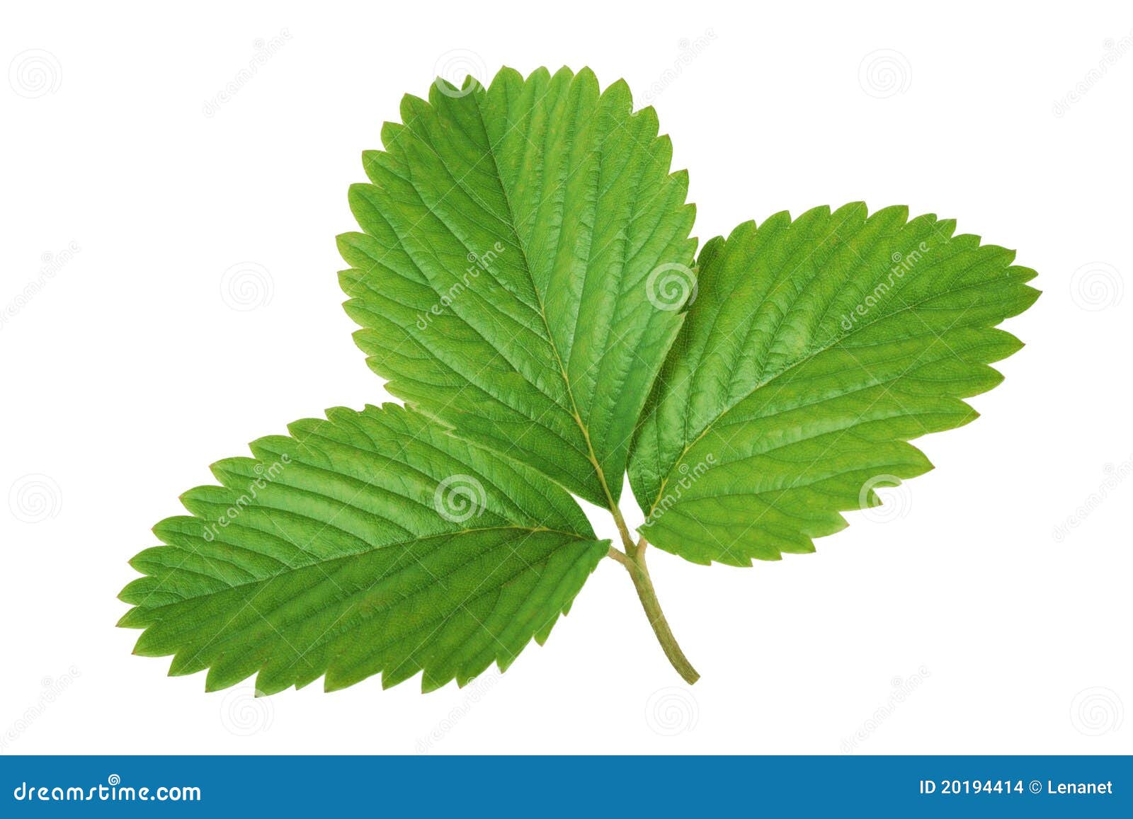 Hoja de la fresa foto de archivo. Imagen de ilustraciones - 20194414