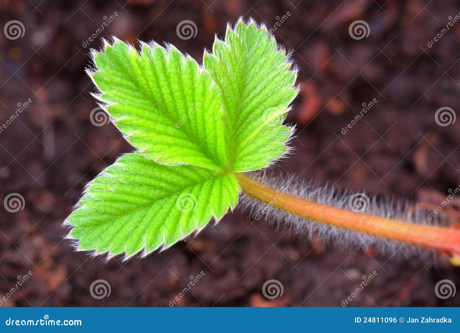 Hoja de la fresa foto de archivo. Imagen de salvaje, trébol - 24811096
