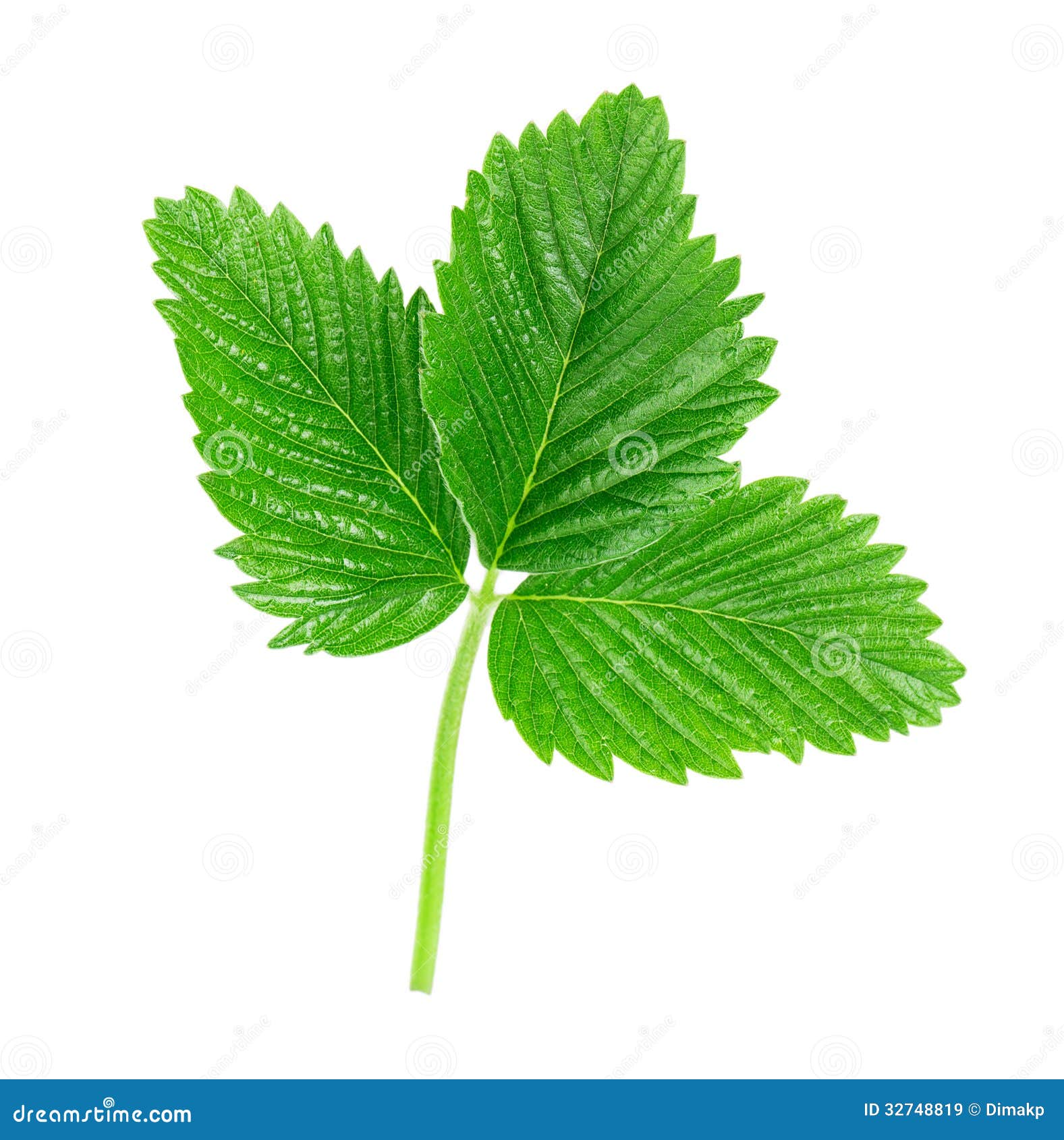 Hoja de la fresa imagen de archivo. Imagen de frutas - 32748819