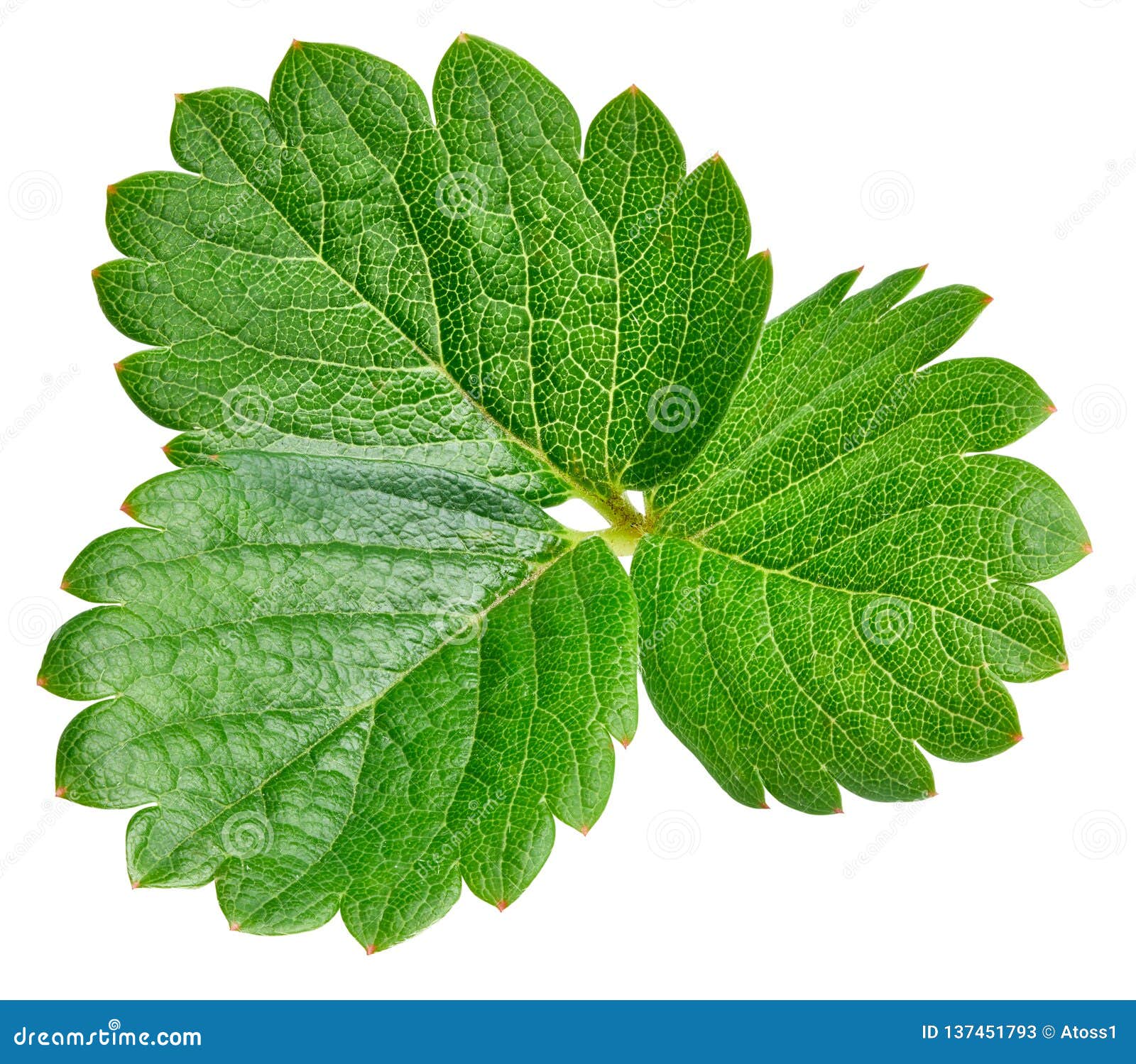 Hoja De La Fresa Aislada En Blanco Imagen de archivo - Imagen de hojas ...