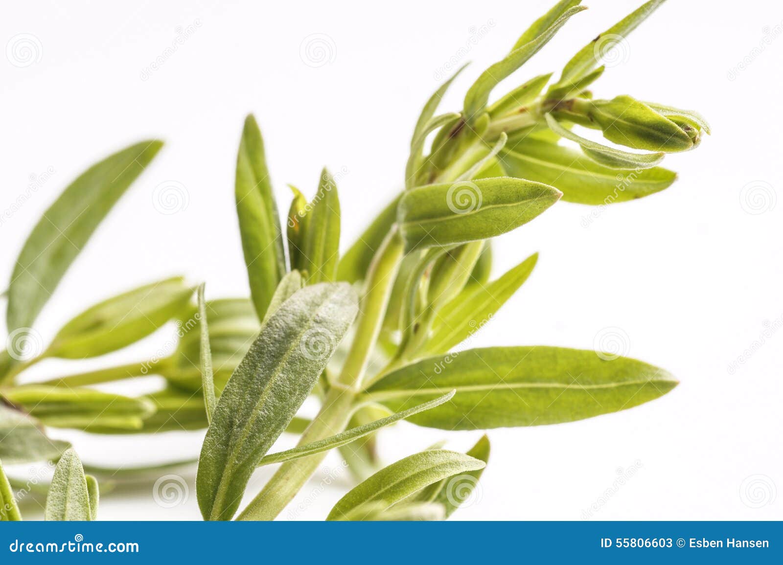 Hoja De La Hierba Del Hisopo Imagen de archivo - Imagen de hisopo ...