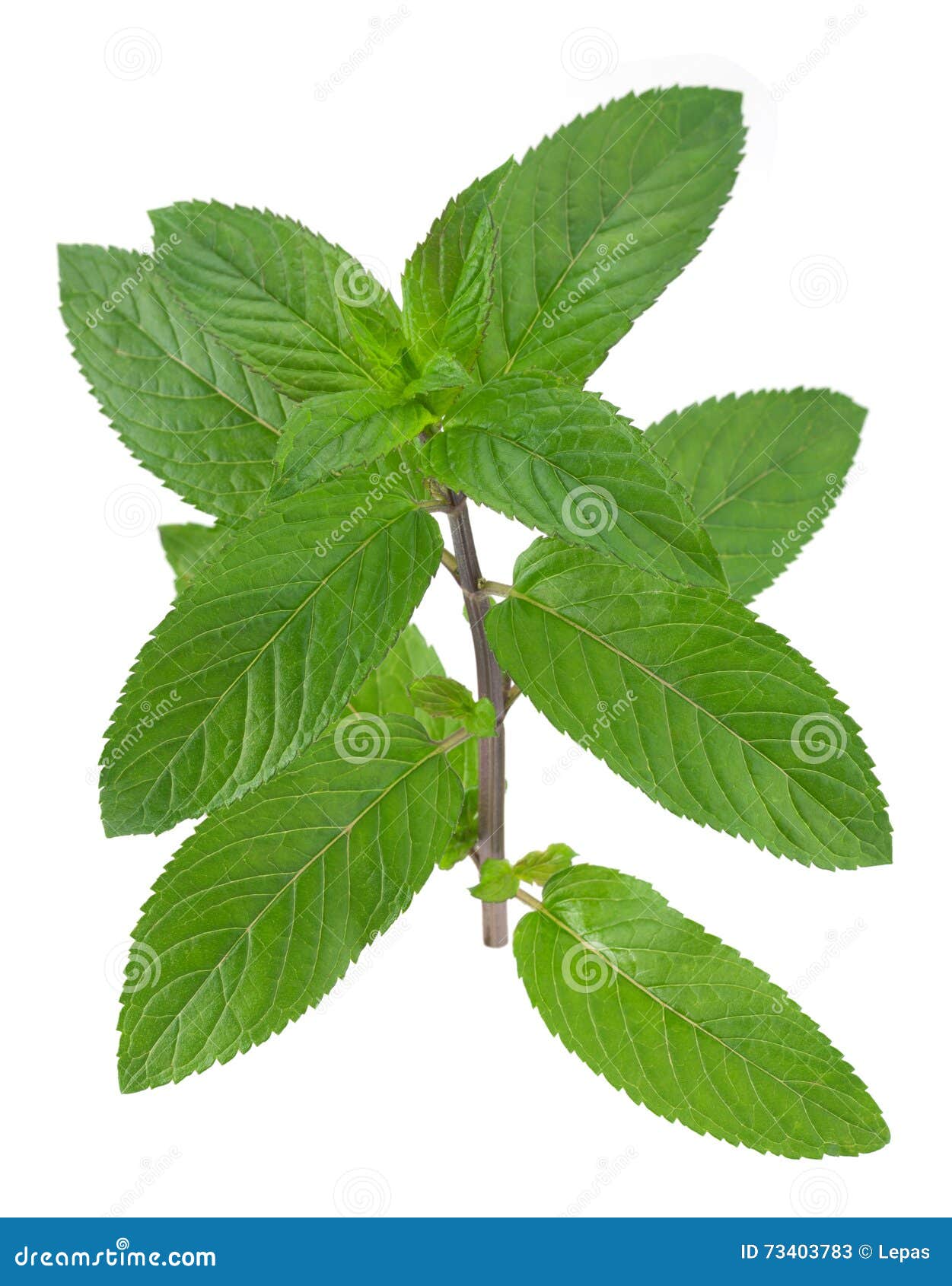 Hoja De La Hierbabuena En Blanco Imagen de archivo - Imagen de herbario ...