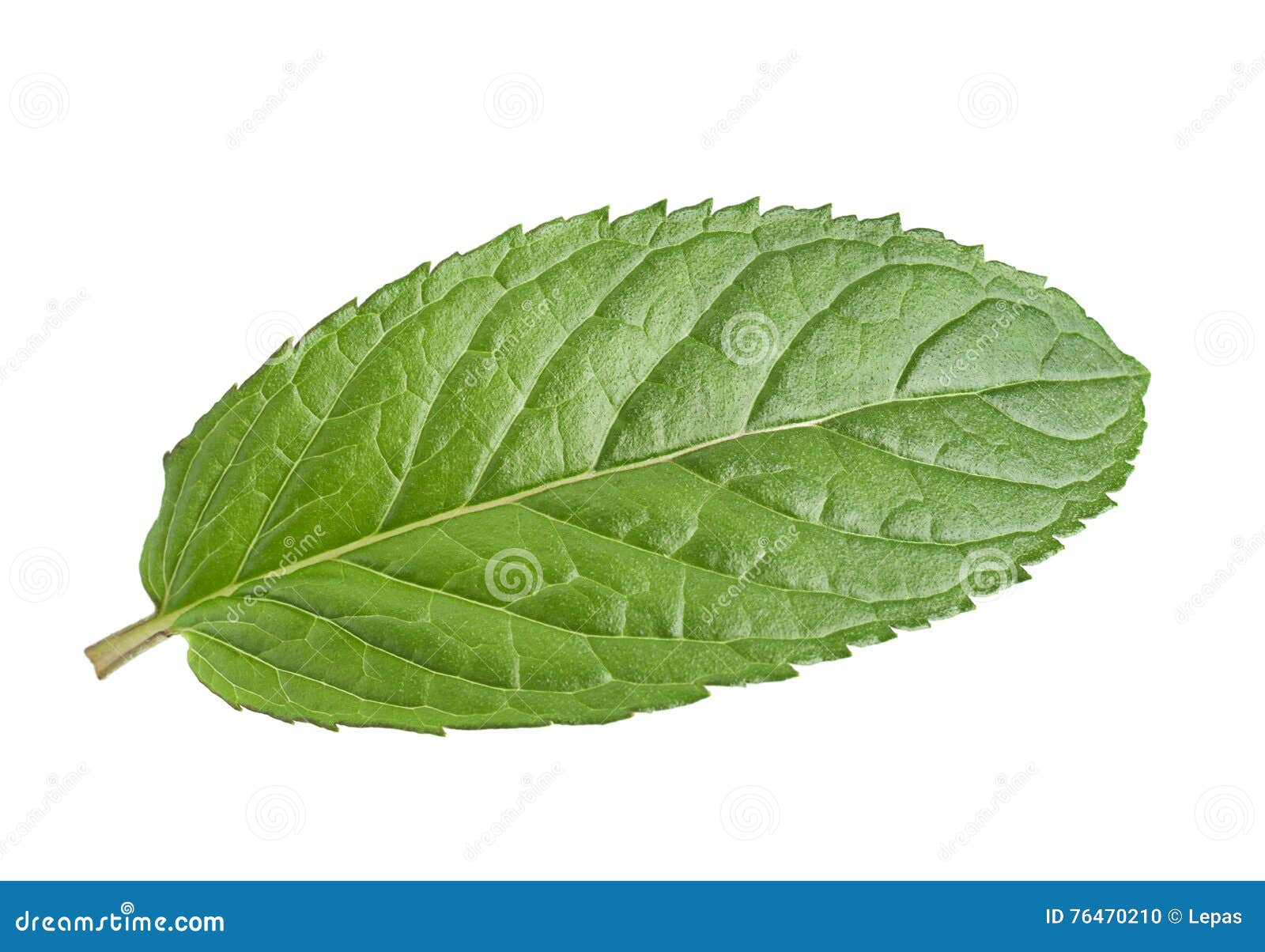 Hoja De La Hierbabuena En Blanco Foto de archivo - Imagen de mentol ...