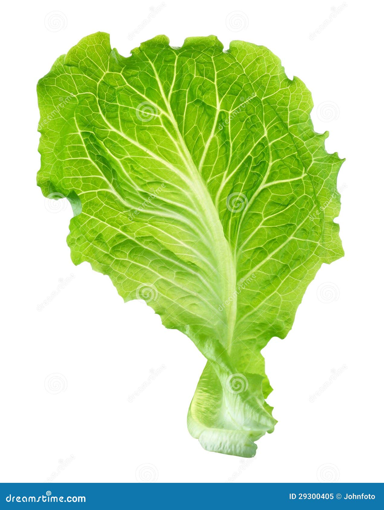 Hoja de la lechuga imagen de archivo. Imagen de hoja - 29300405