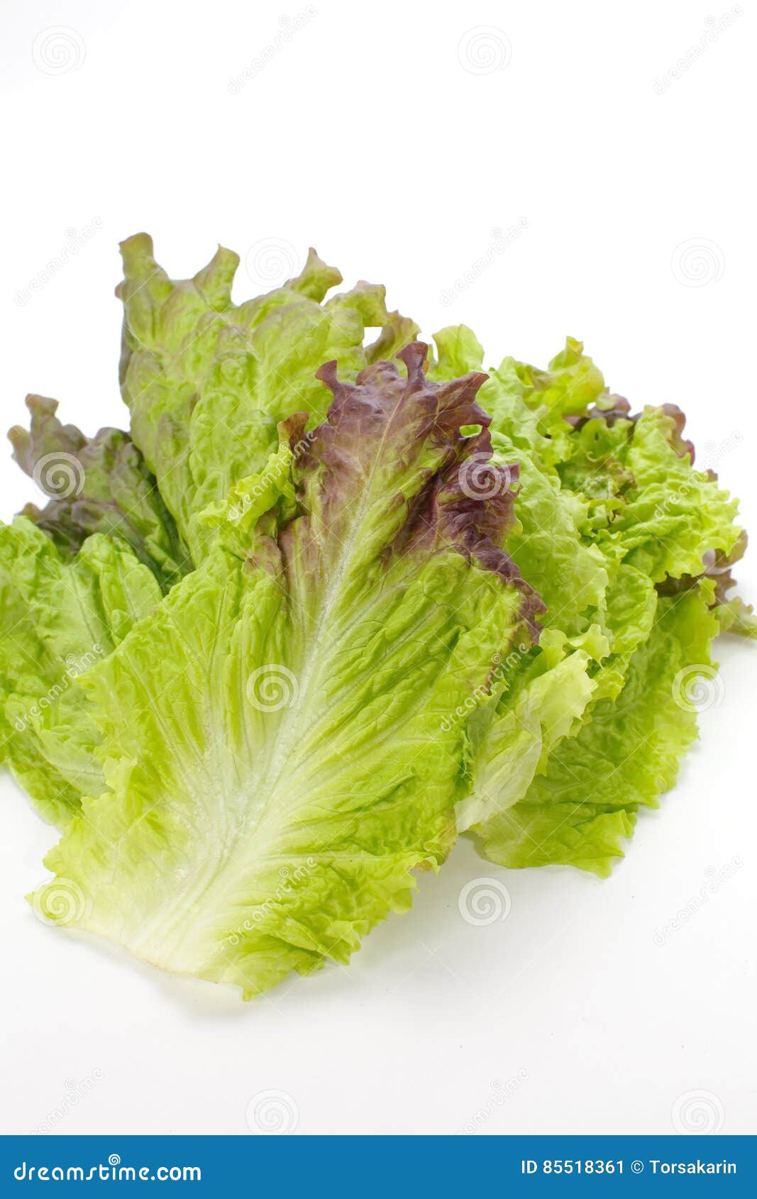 Hoja de la lechuga imagen de archivo. Imagen de pista - 85518361