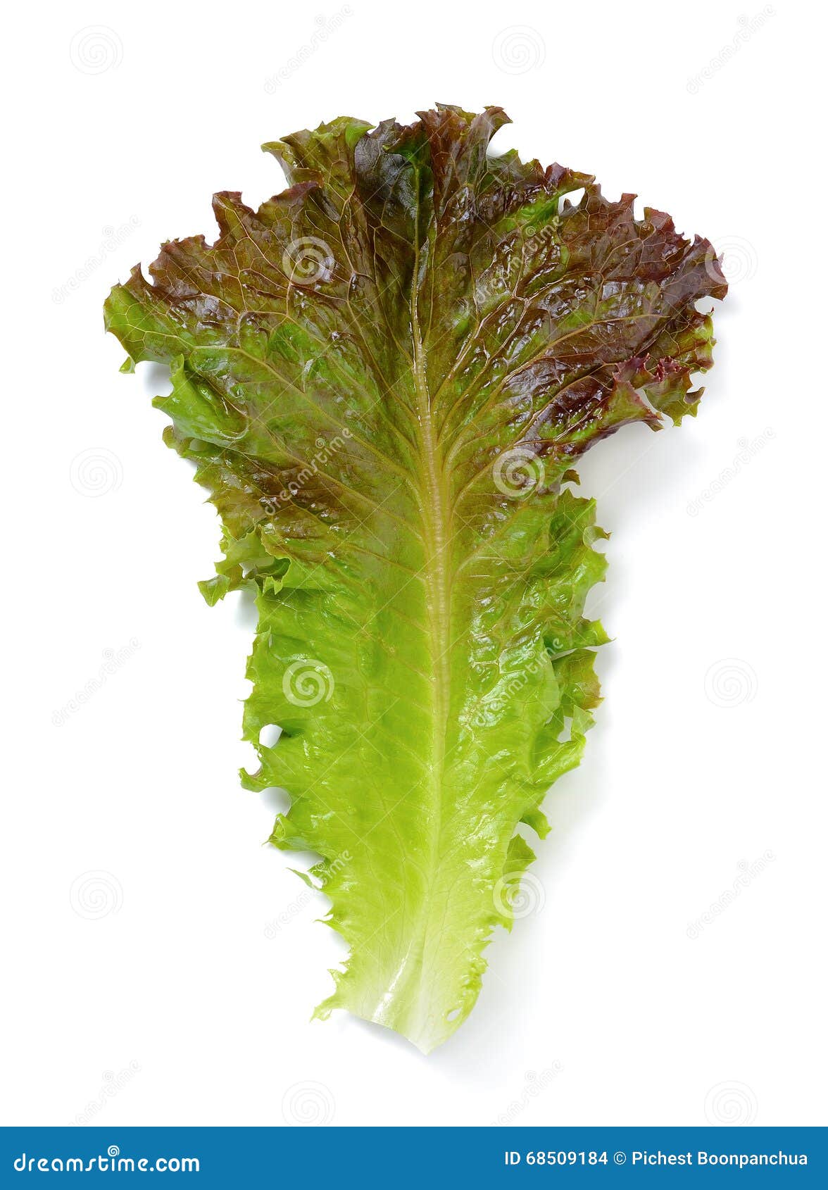 Hoja De La Lechuga Aislada En El Fondo Blanco Foto de archivo - Imagen ...