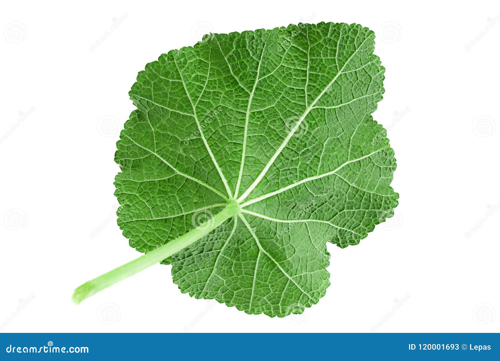 Hoja de la malva en blanco imagen de archivo. Imagen de malva - 120001693