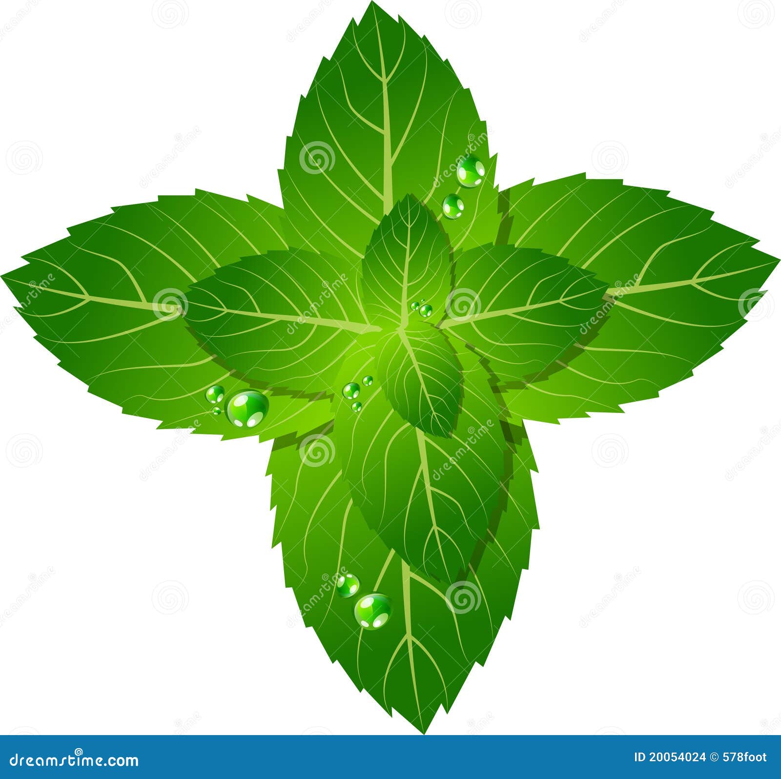 Hoja De La Menta Imagenes de archivo - Imagen: 20054024