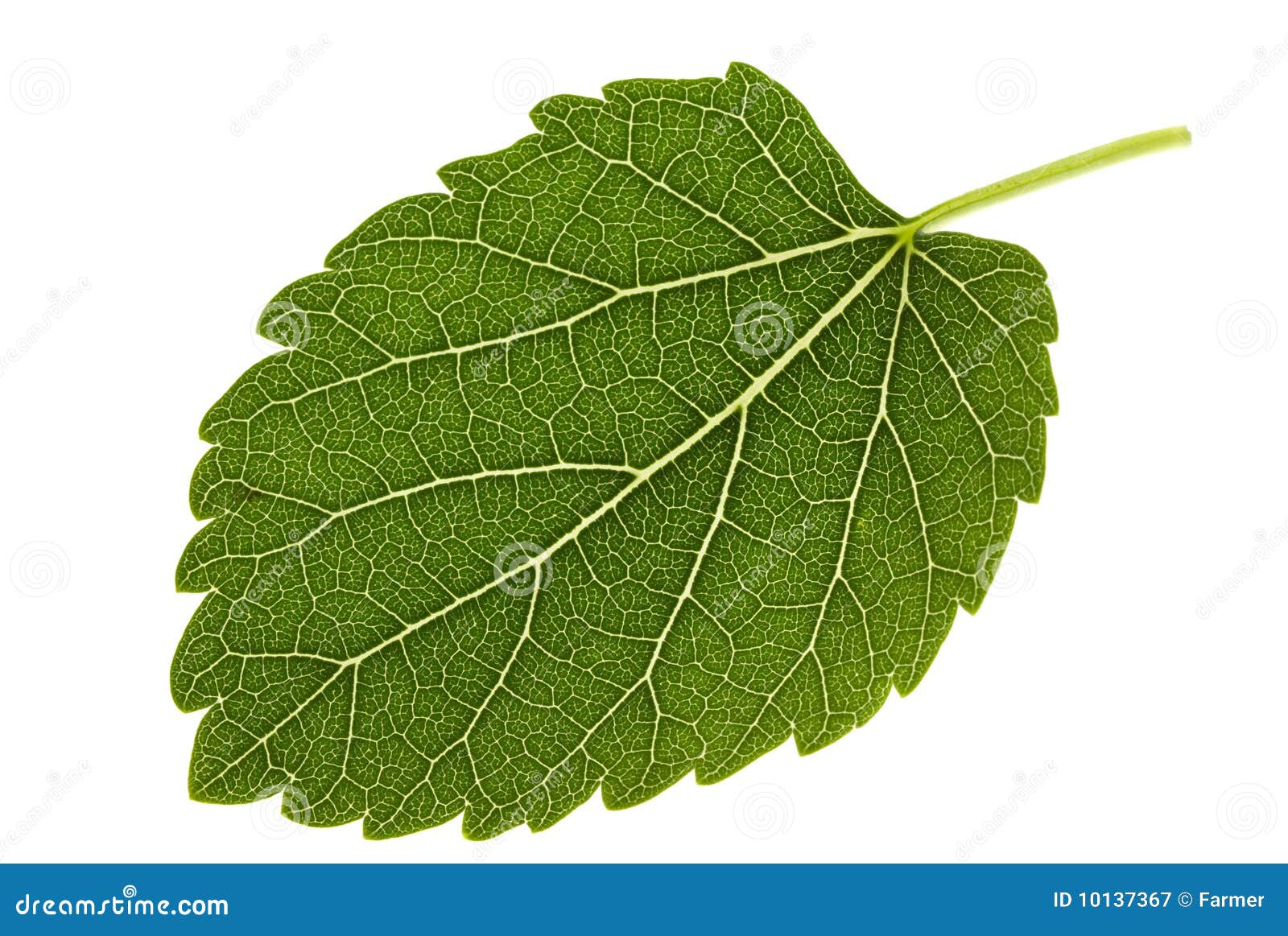 Hoja de la mora imagen de archivo. Imagen de planta, texturizado - 10137367