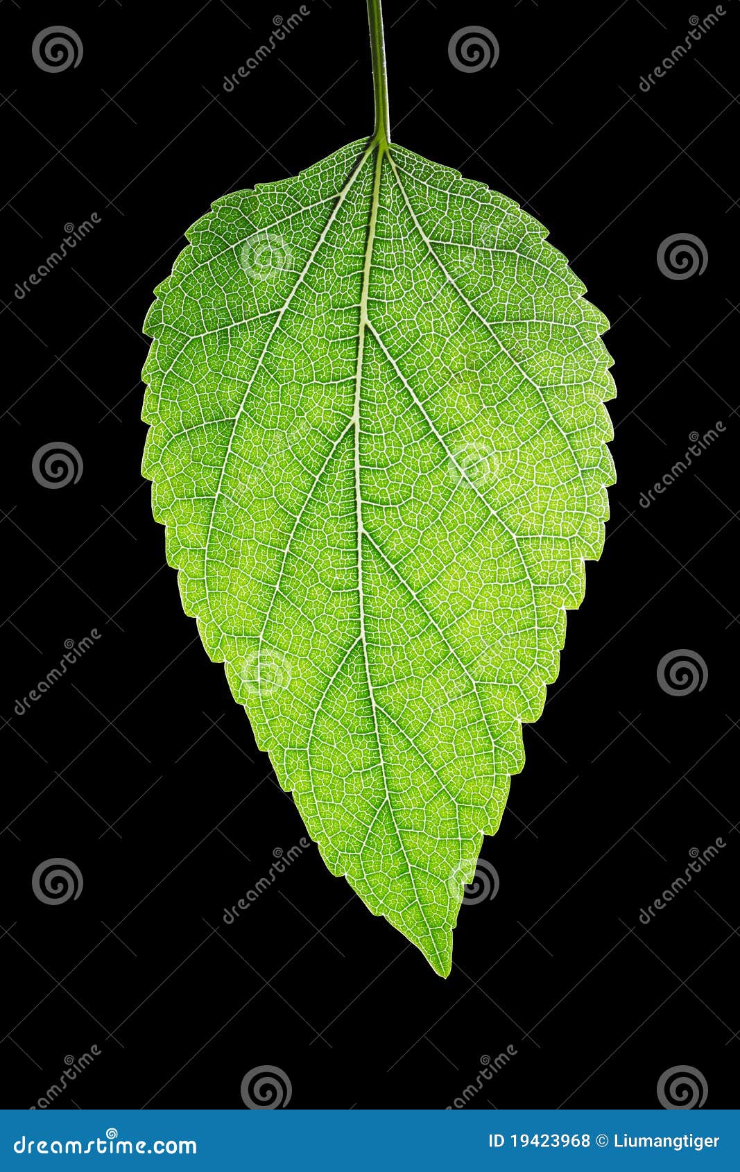 Hoja de la mora foto de archivo. Imagen de esqueleto - 19423968