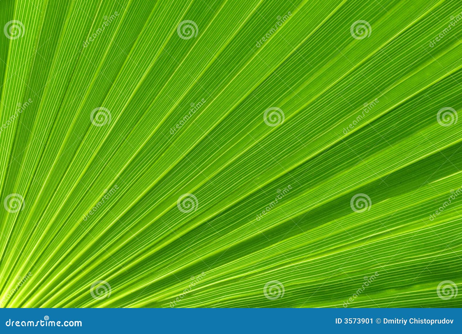 Hoja de la palmera imagen de archivo. Imagen de exuberante - 3573901