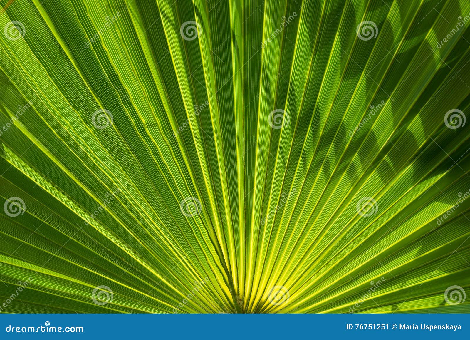 Hoja de la palmera imagen de archivo. Imagen de frescura - 76751251