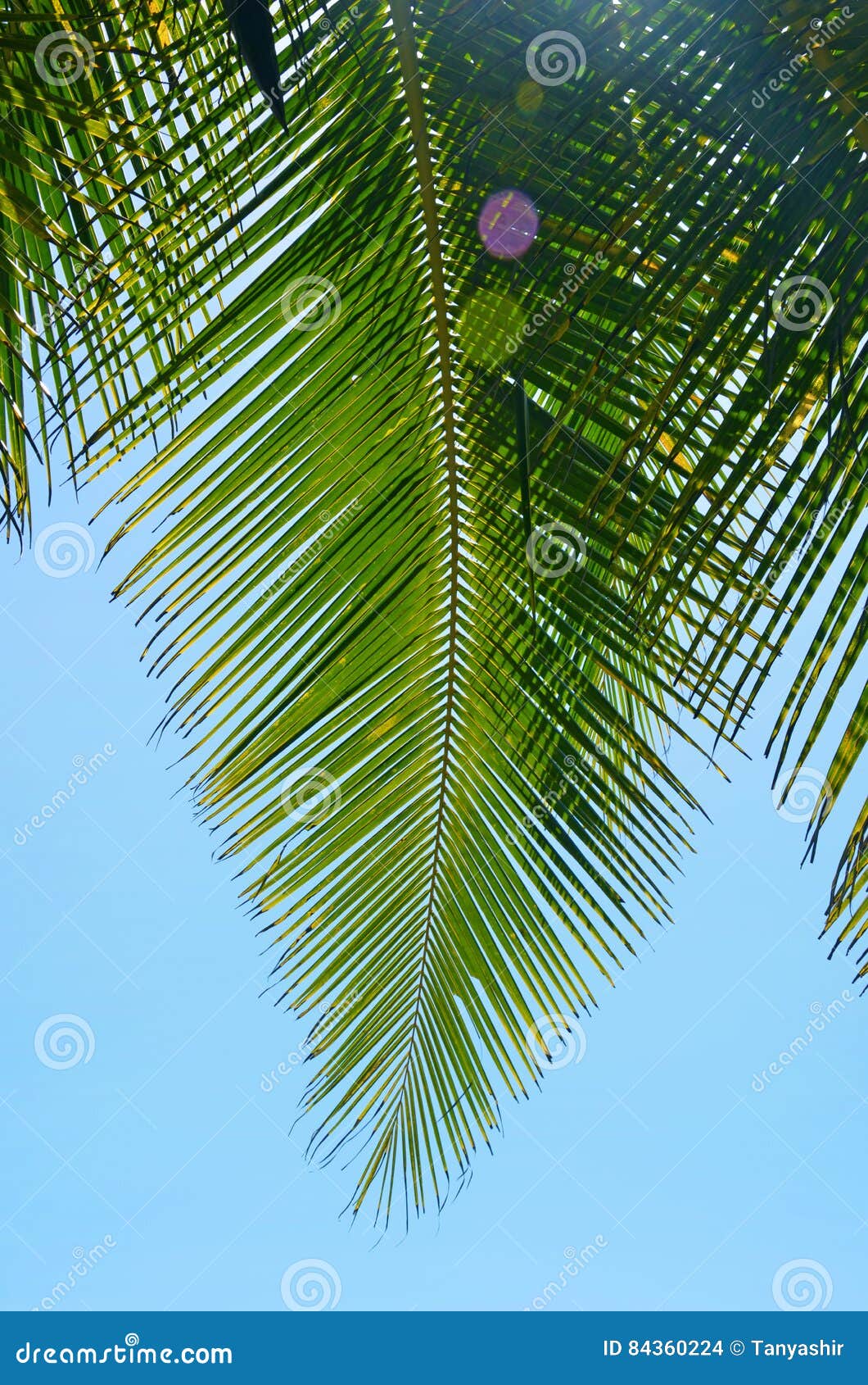 Hoja de la palmera foto de archivo. Imagen de tropical - 84360224