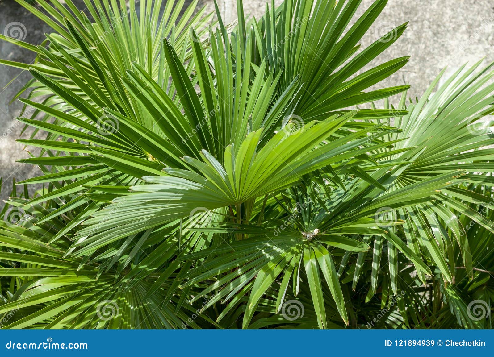 Hoja De La Palmera Del Primer Imagen de archivo - Imagen de primer ...