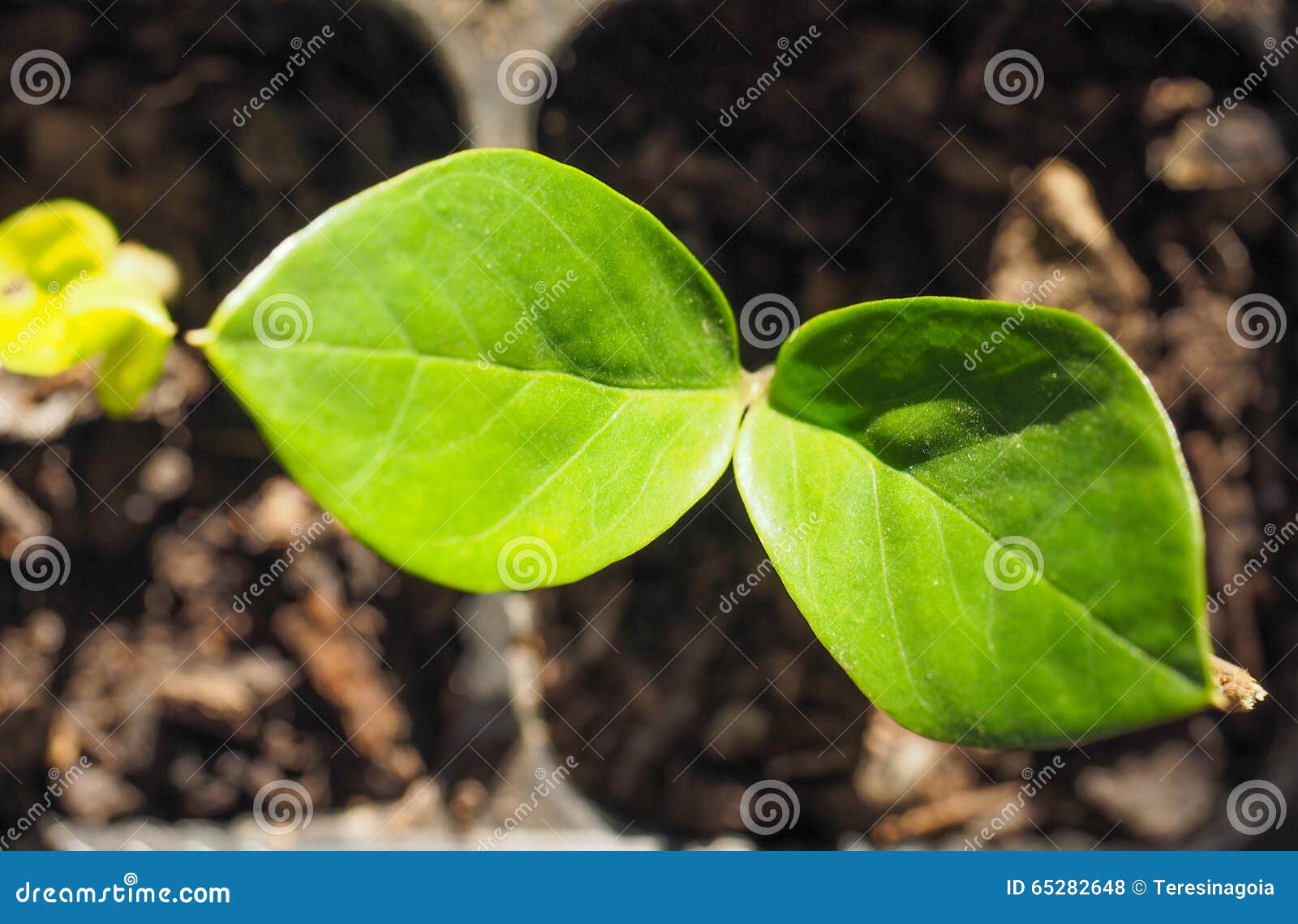 Hoja De La Planta Del Zamia Foto de archivo - Imagen de hoja, plantas ...