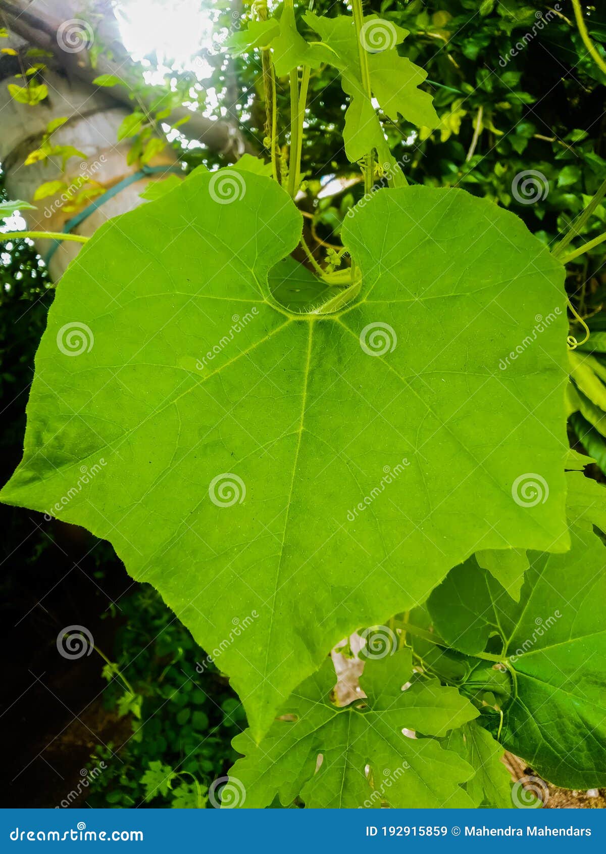 Hoja de la planta de luffa imagen de archivo. Imagen de sunlight ...