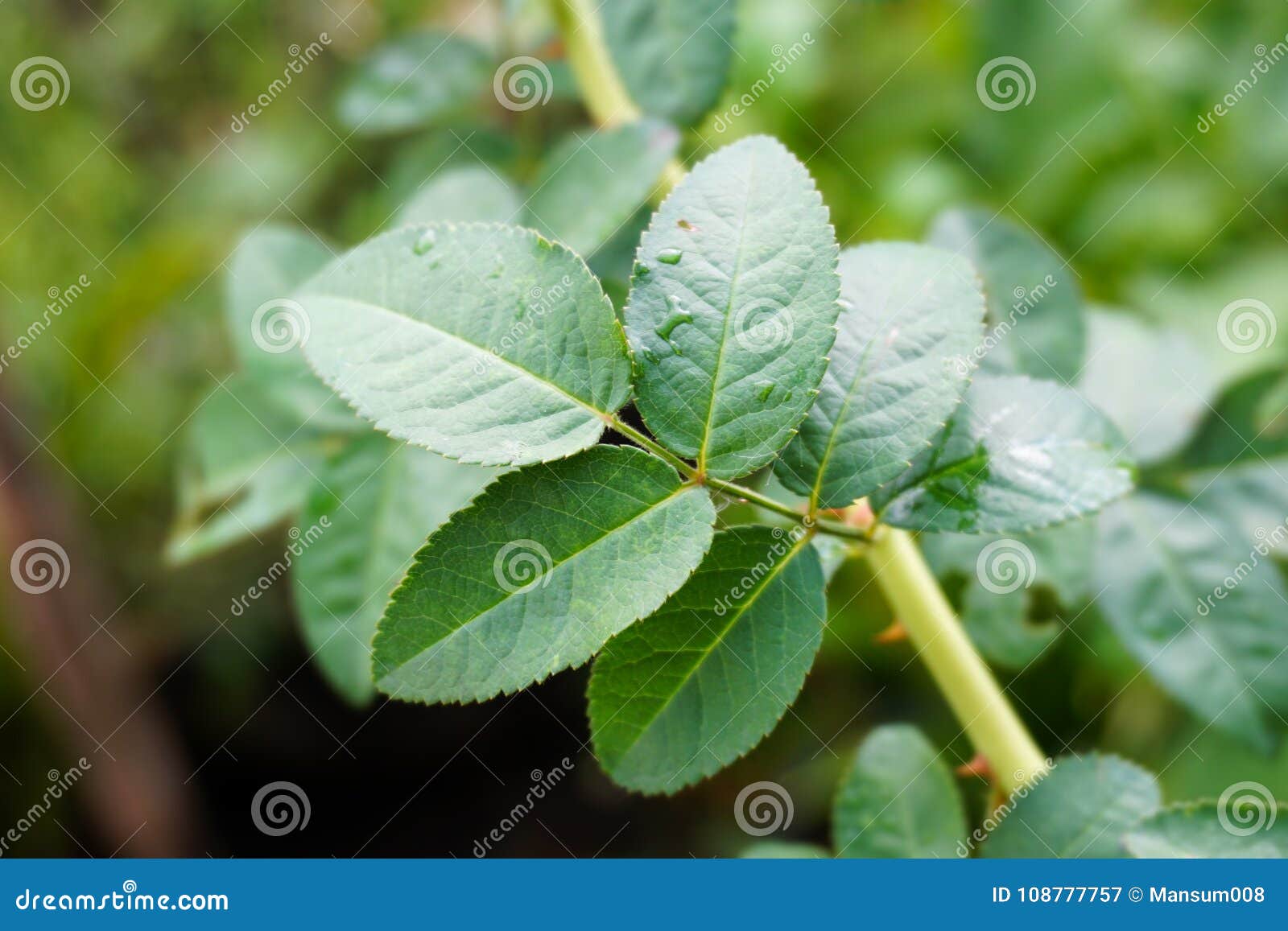 Hoja de la rosa del verde imagen de archivo. Imagen de cierre - 108777757