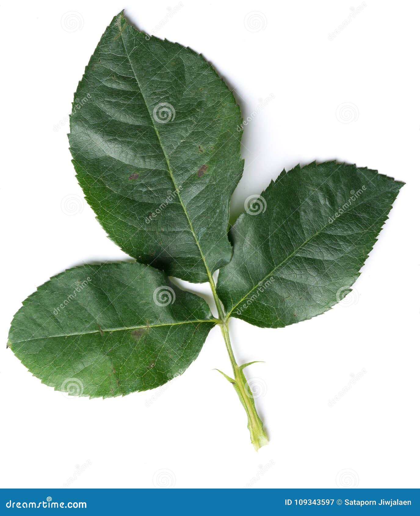 Hoja De La Rosa Del Verde Aislada En Blanco Imagen de archivo - Imagen ...